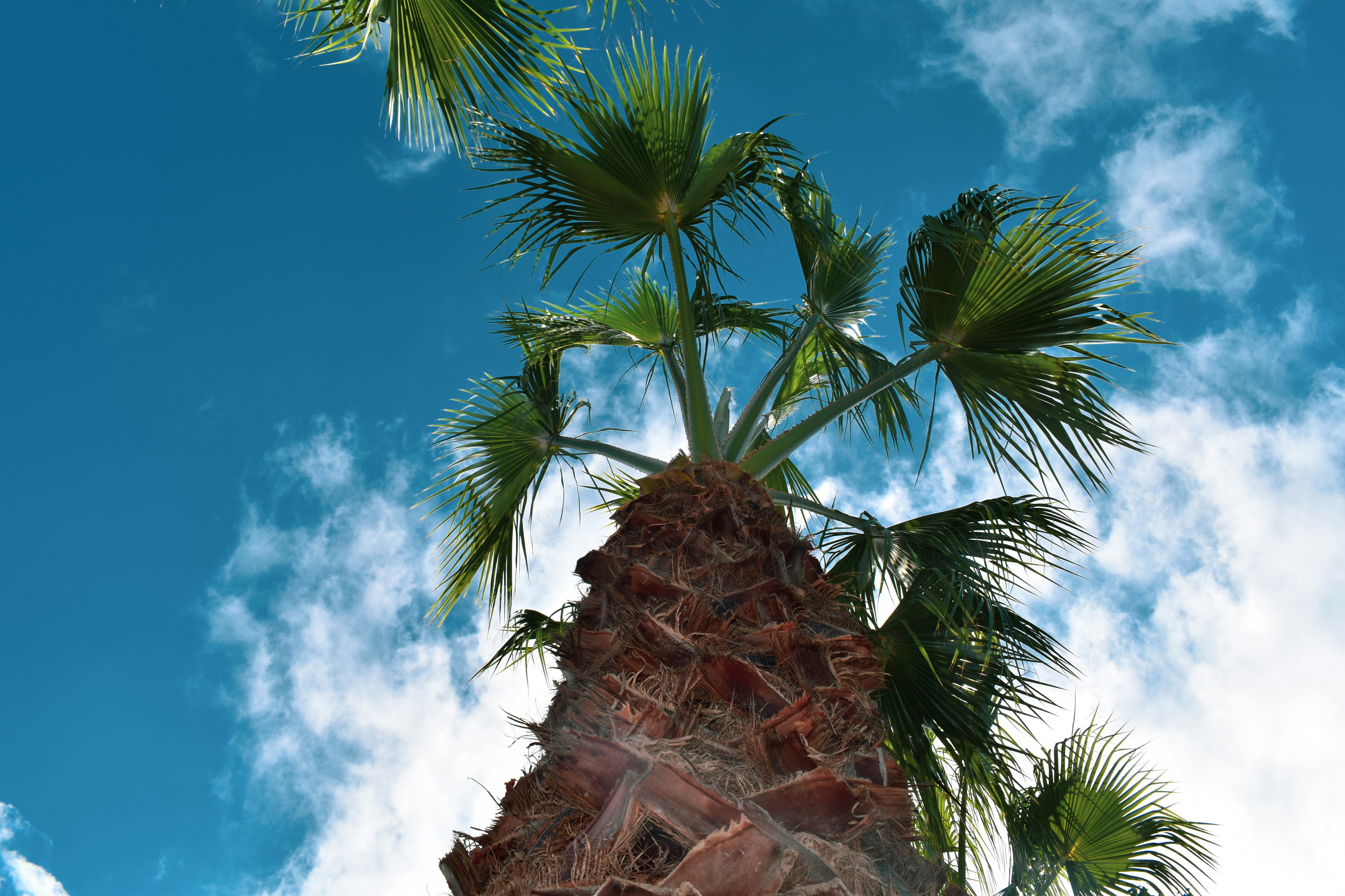 Skyward Palm: A Sunlit Trunk Reaching Toward the Blue
