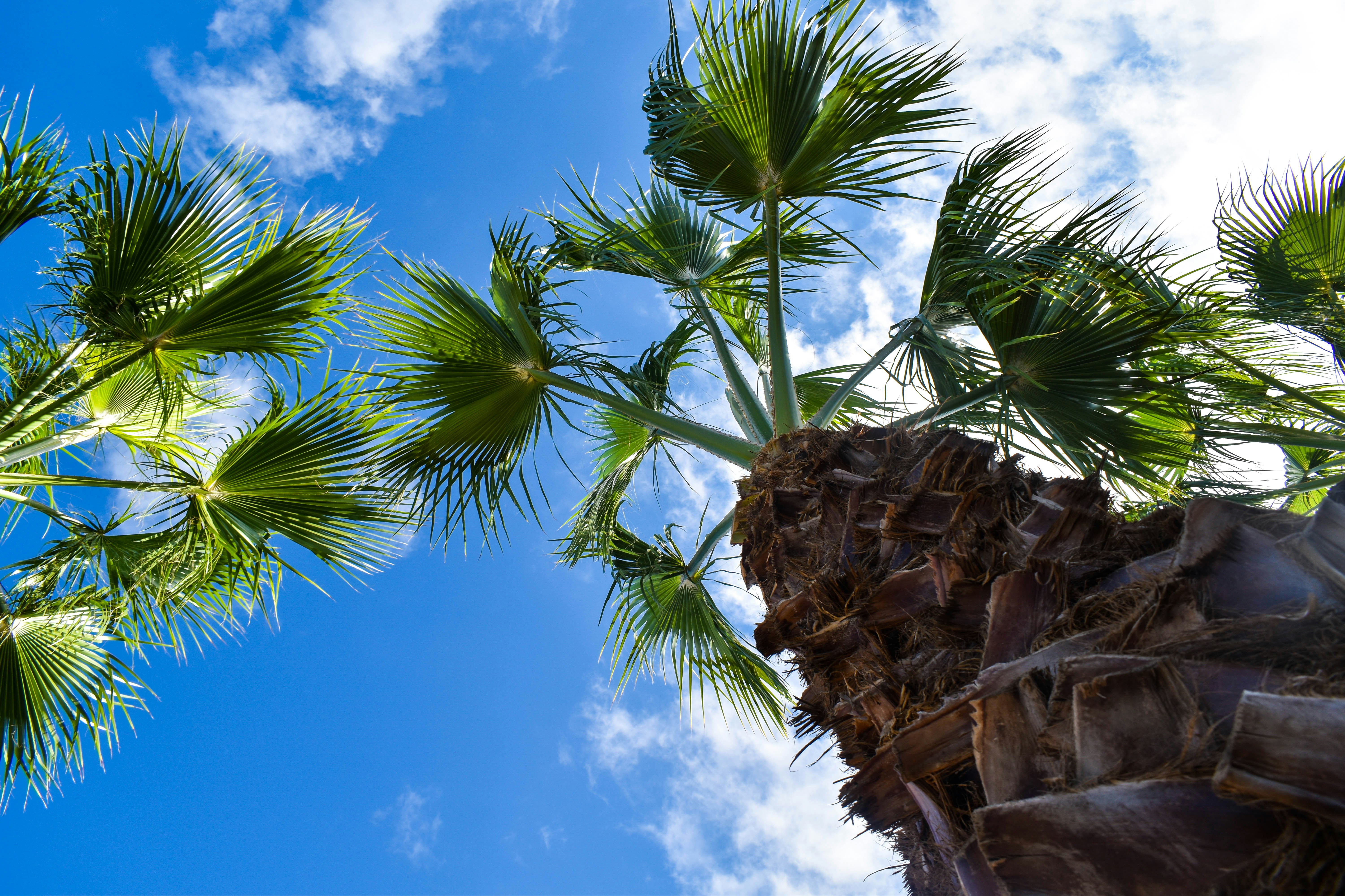 Skyward Fronds: Palm Trunk Reaching Into a Cerulean Ceiling