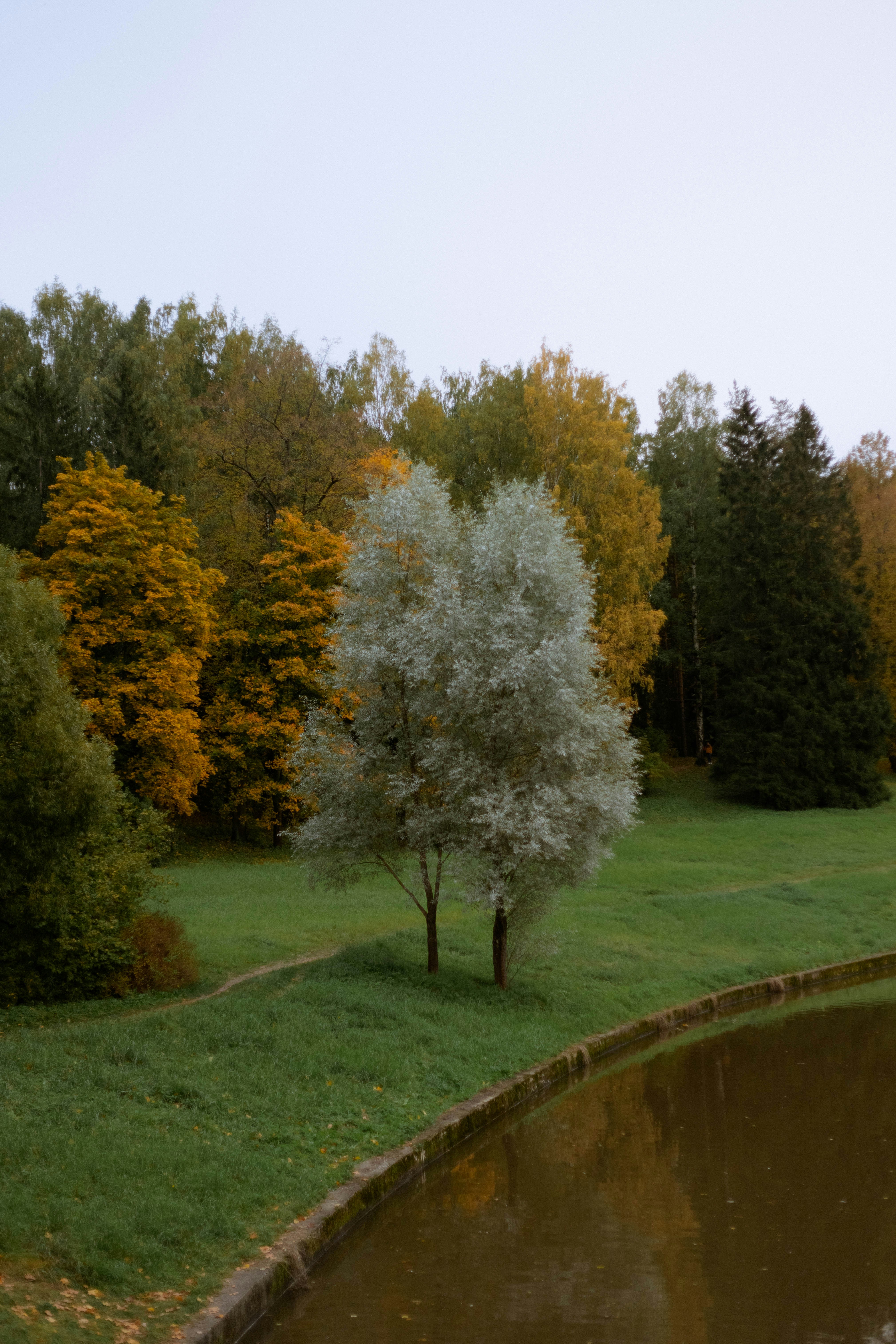 A stream with trees around it photo – Free Garden Image on Unsplash