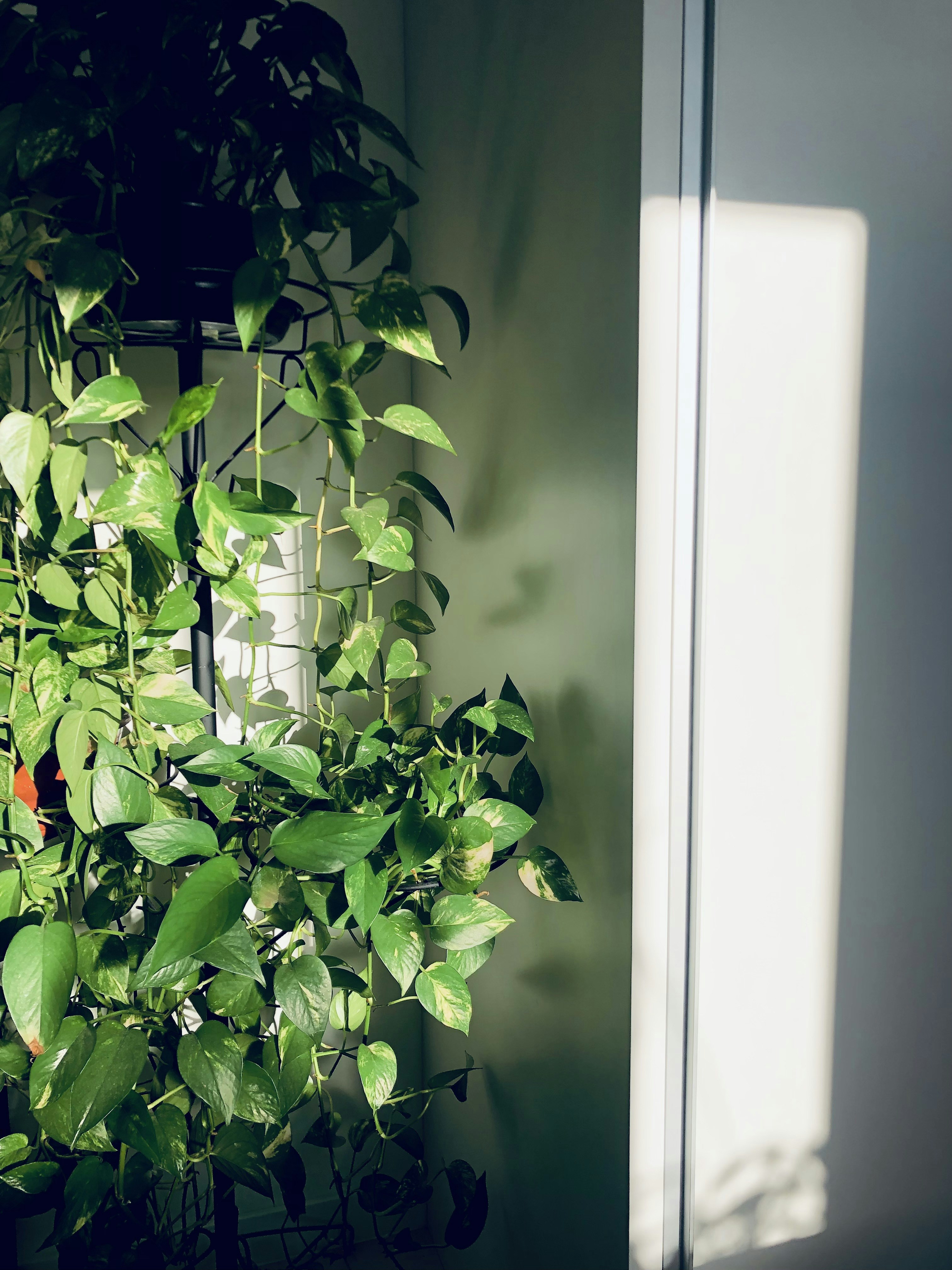 A jungle in my house