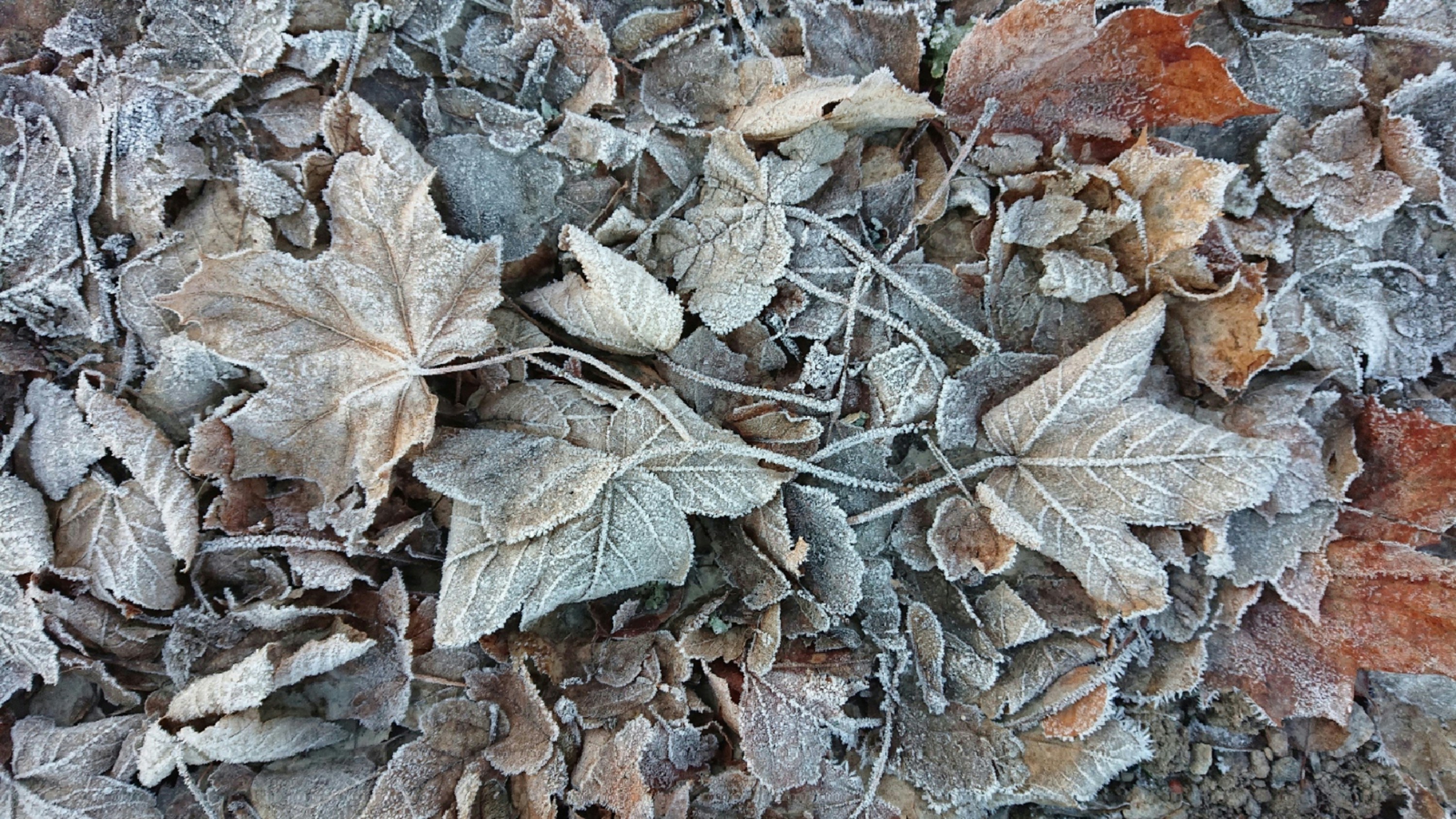 Frost-coated maple leaves lie scattered on leaf litter, with intricate ice crystals tracing the leaf veins.