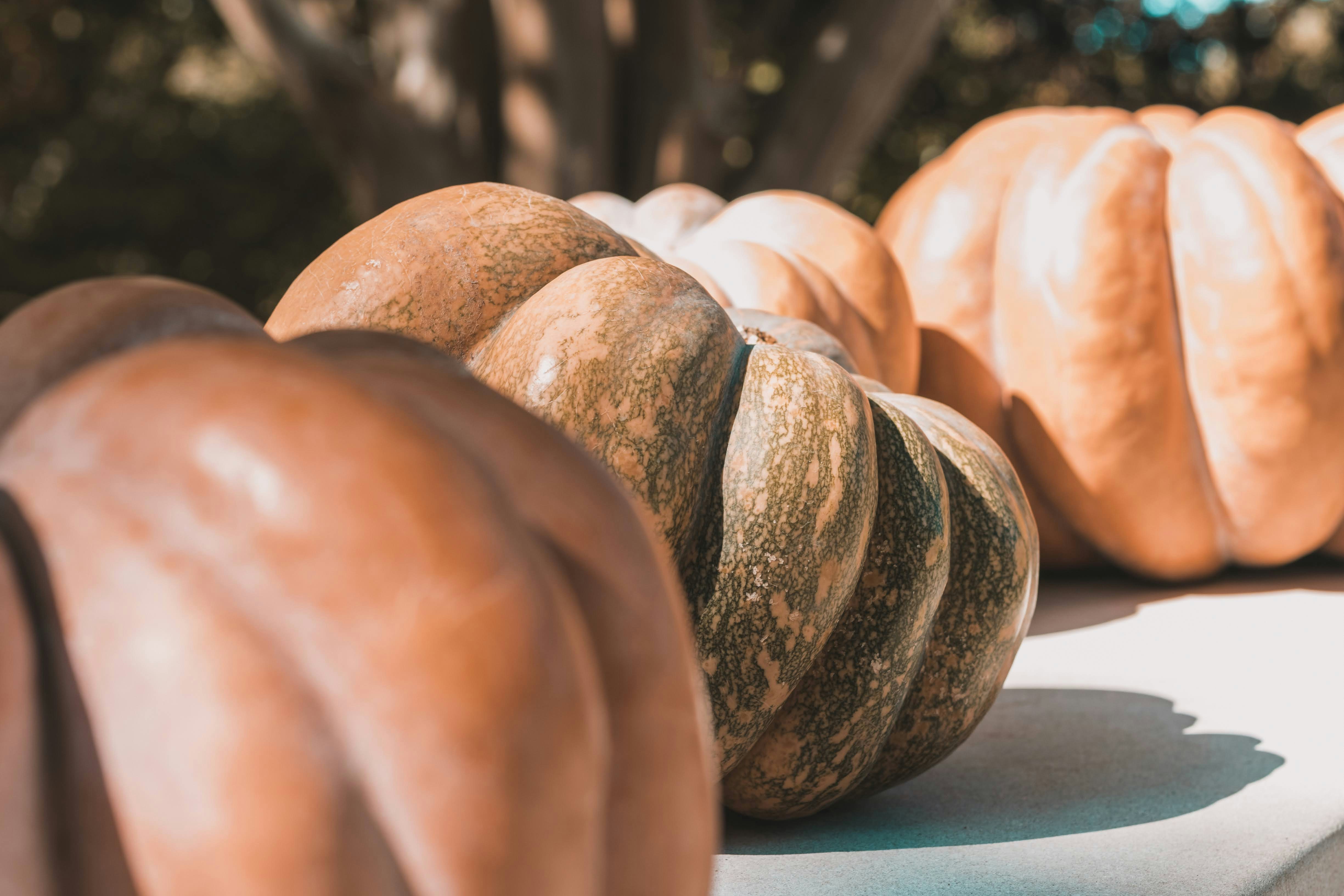 Sunlit Row: The Green-Striped Pumpkin Commands the Frame