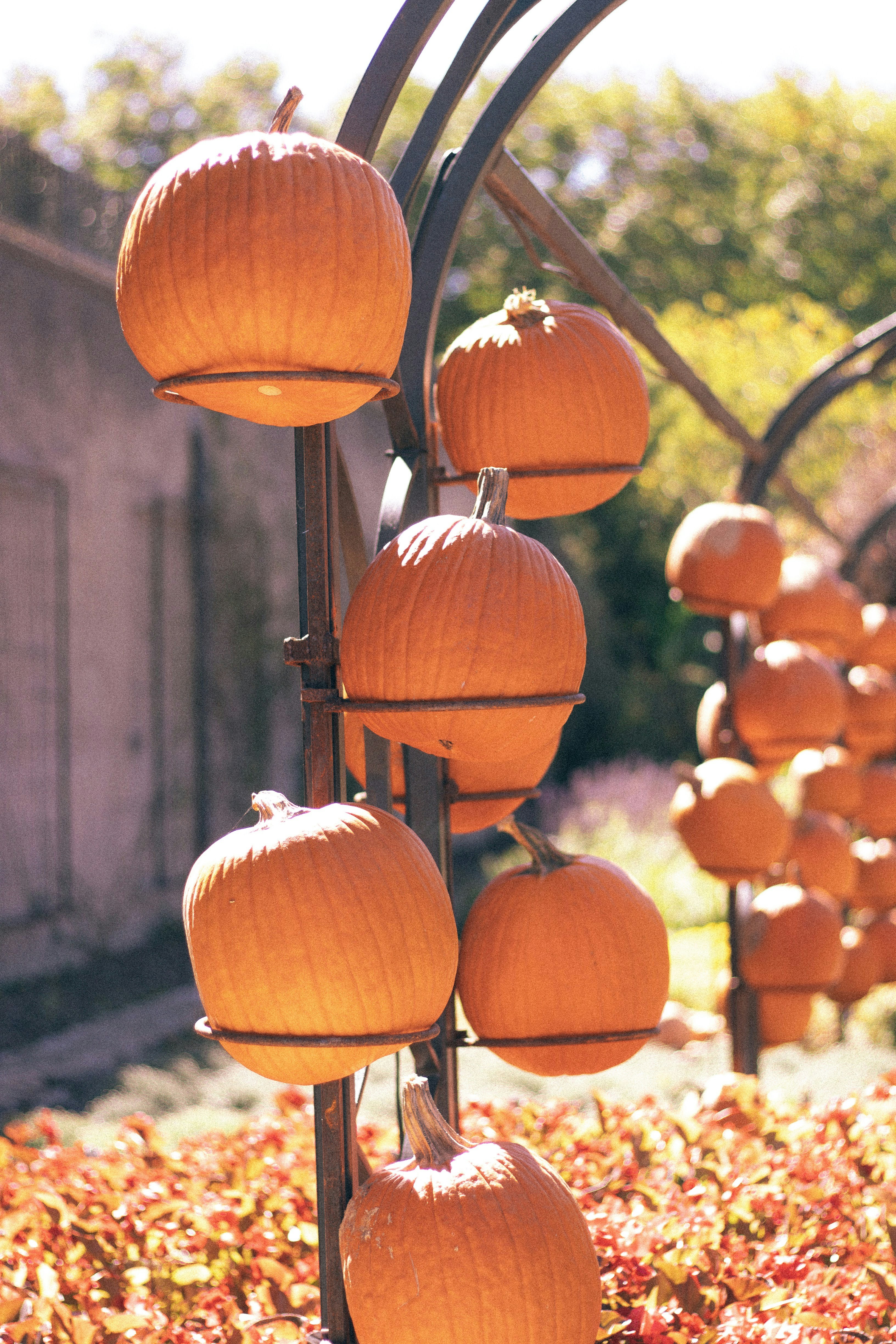 Pumpkins in a Row: Autumn Harvest on an Iron Arbor