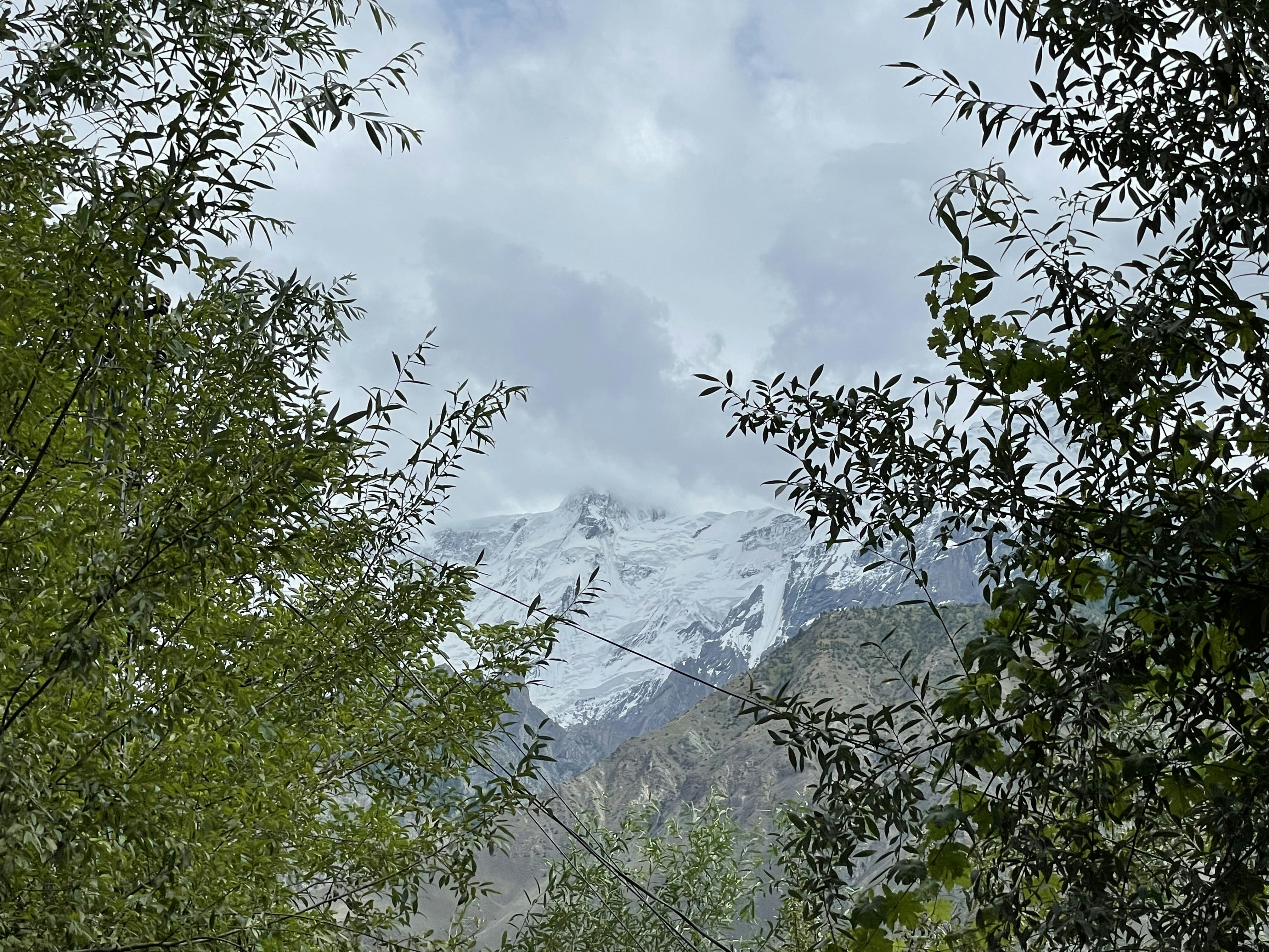 Snow-Capped Ridge Framed by a Curtain of Green