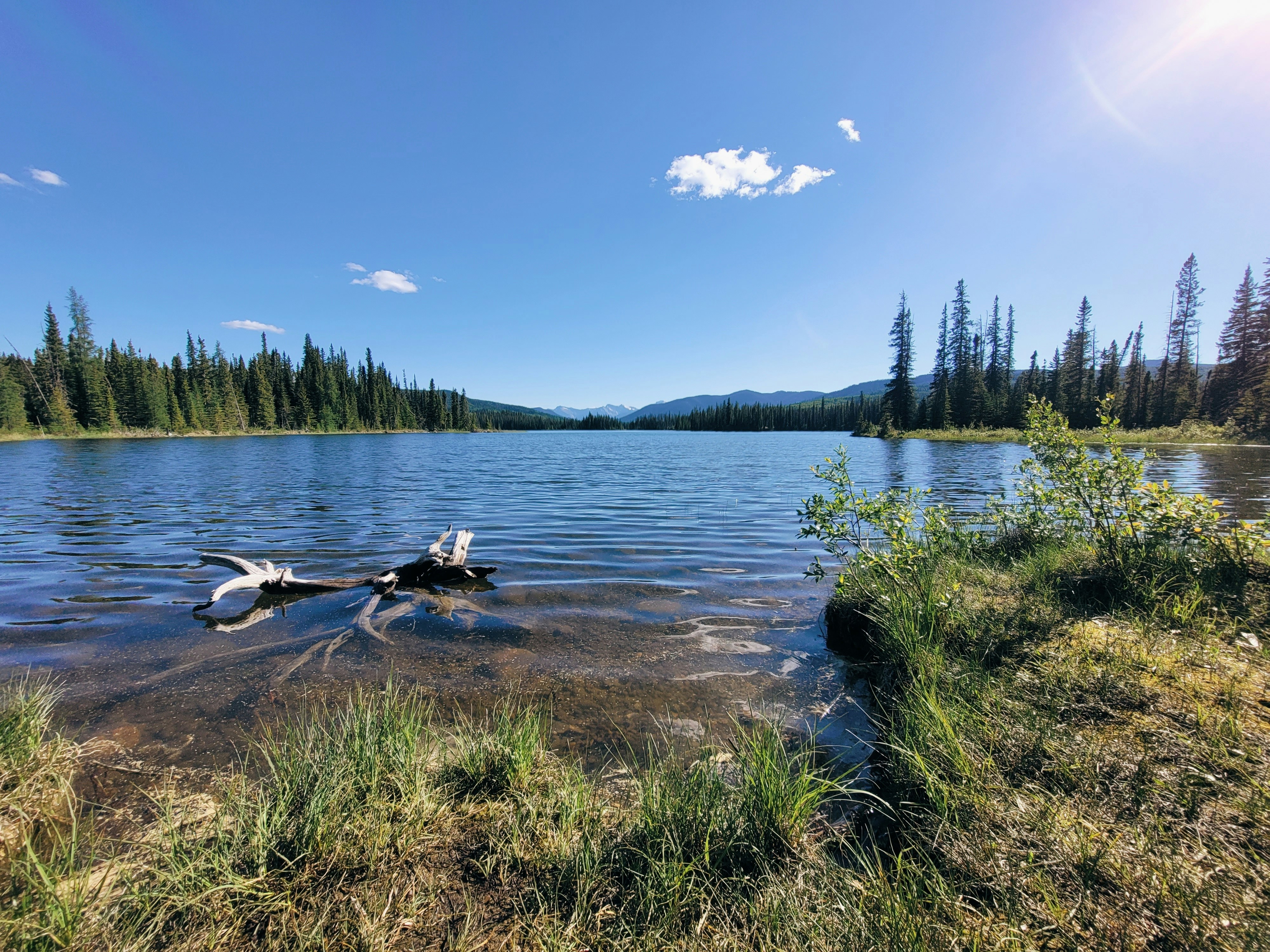 A tranquil lakeside scene featuring a partially submerged log with antlers, surrounded by lush greenery and distant mountains under a clear blue sky.