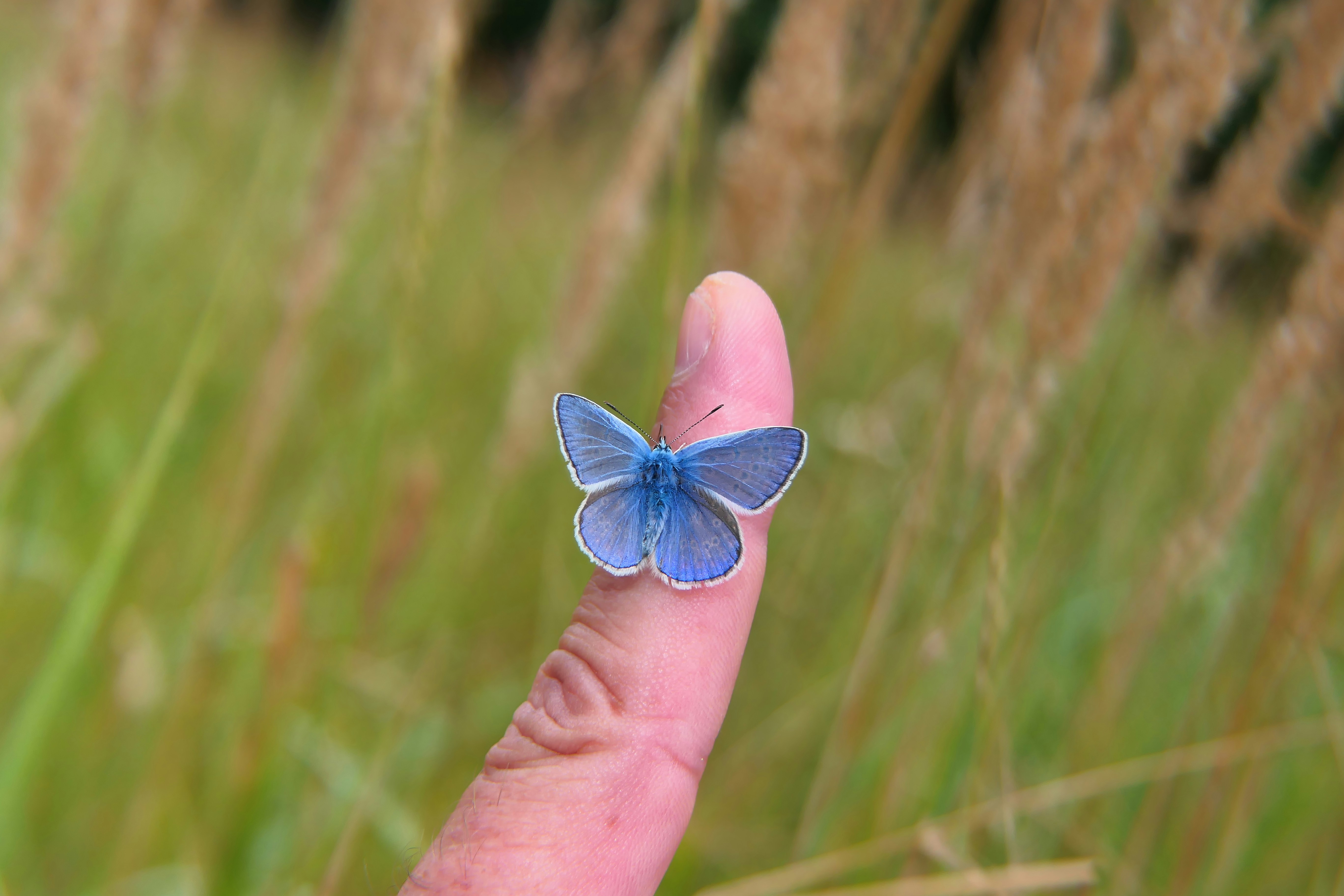 Blue Wing on a Gentle Finger: A Delicate Moment of Micro-Scale Nature