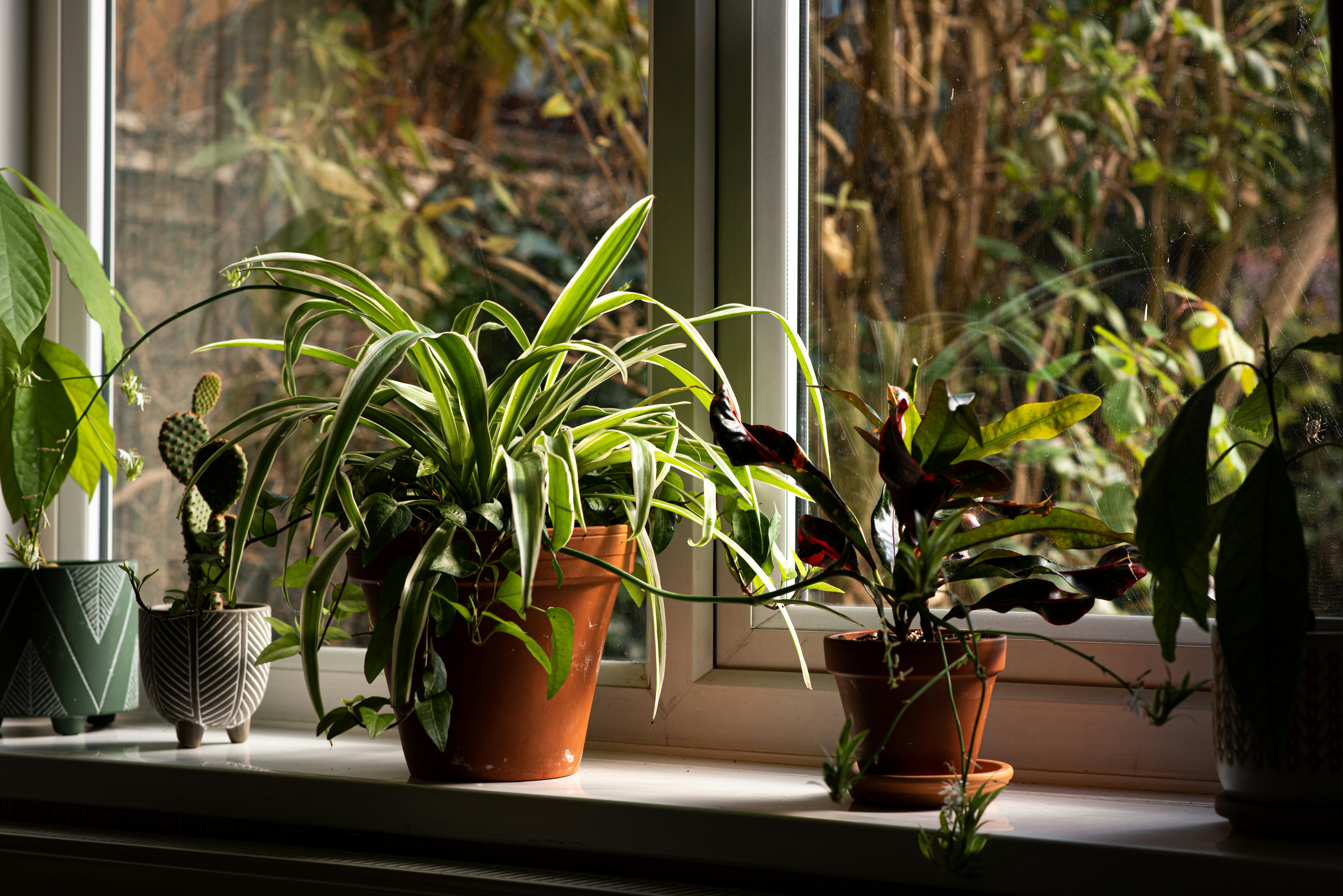 Houseplants on sunny windowsill