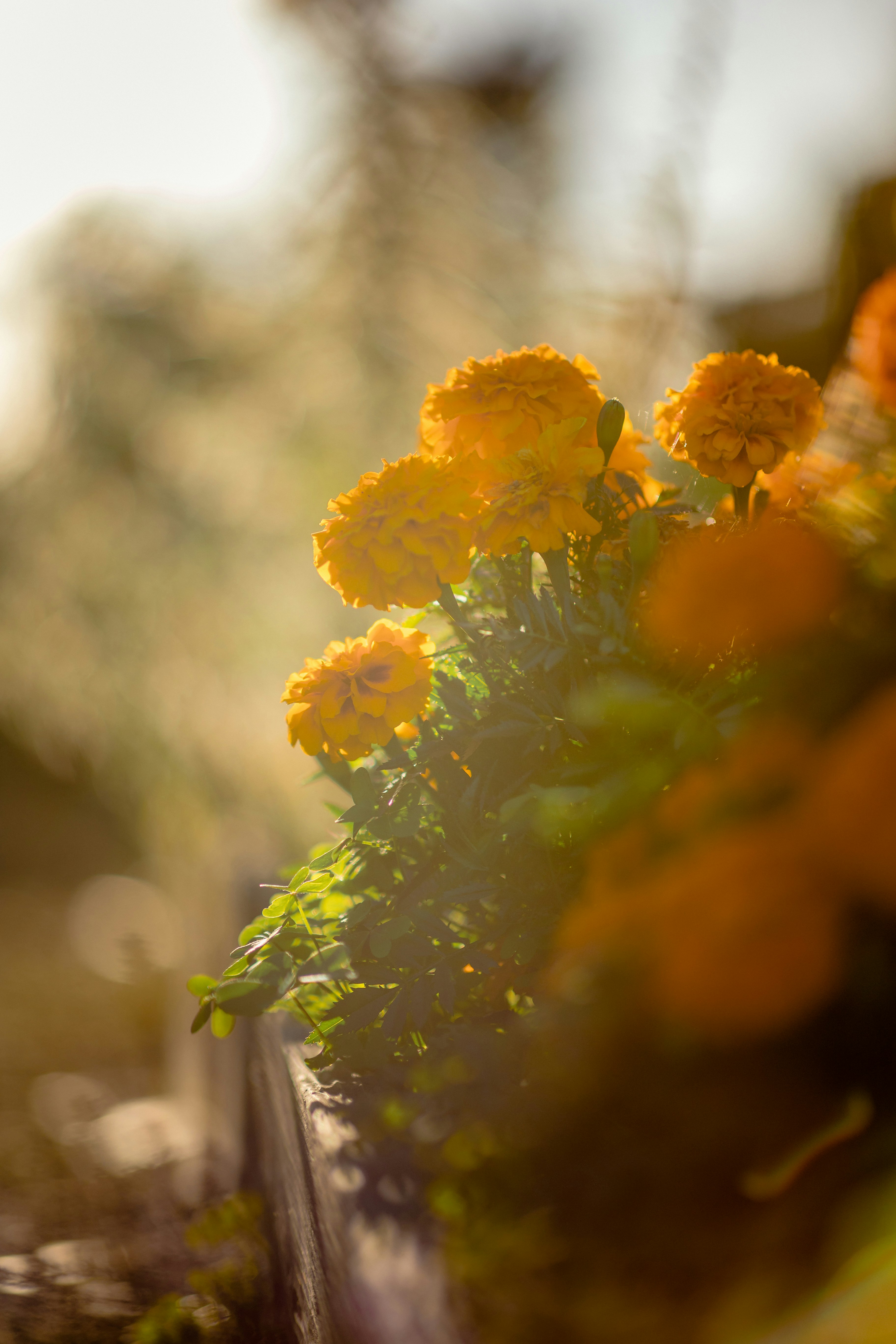 Une image floue d’une fleur photo – Image gratuite de Planter sur Unsplash