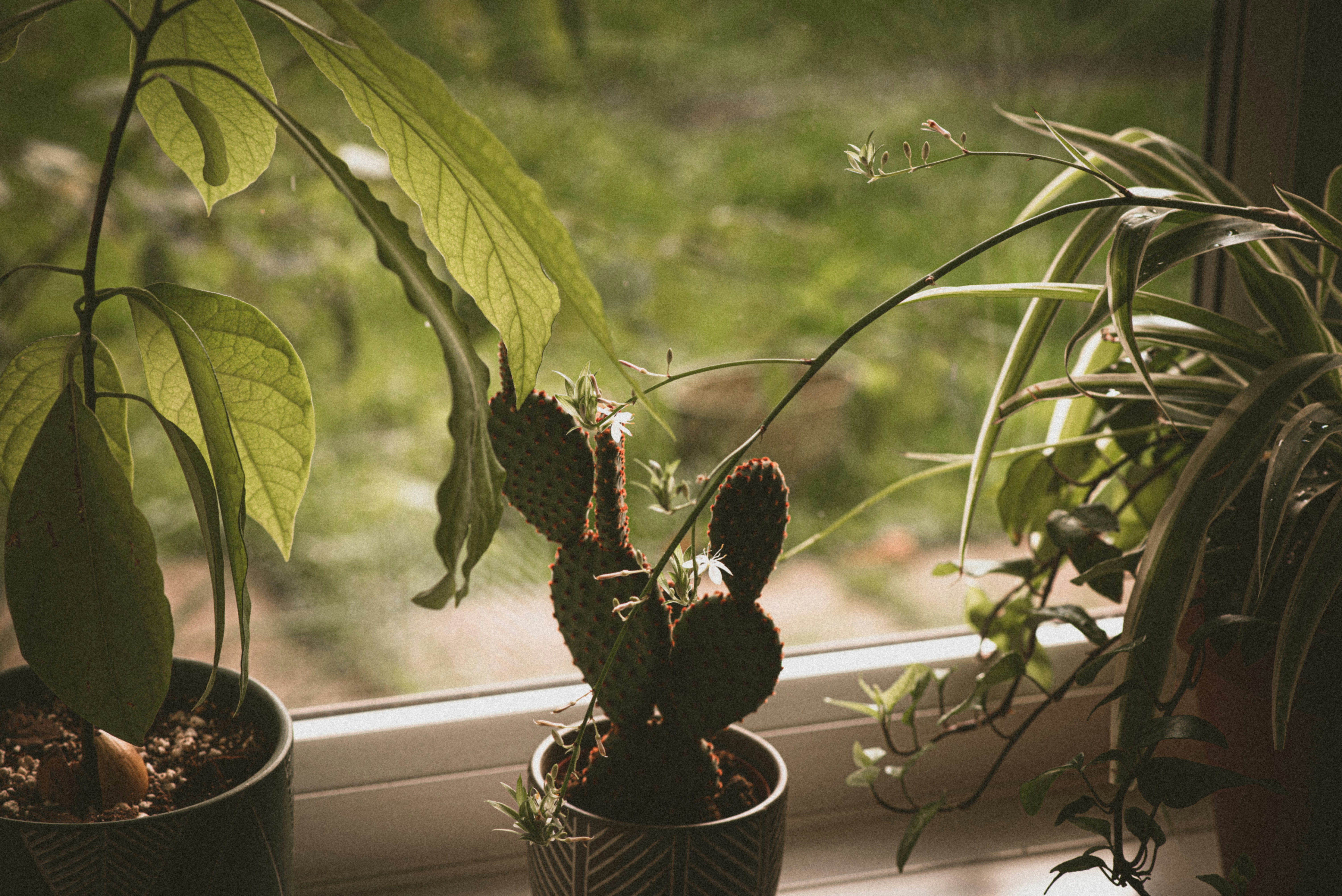 Succulents and leafy plants arranged on a windowsill, illuminated by soft natural light, creating a serene indoor garden atmosphere.