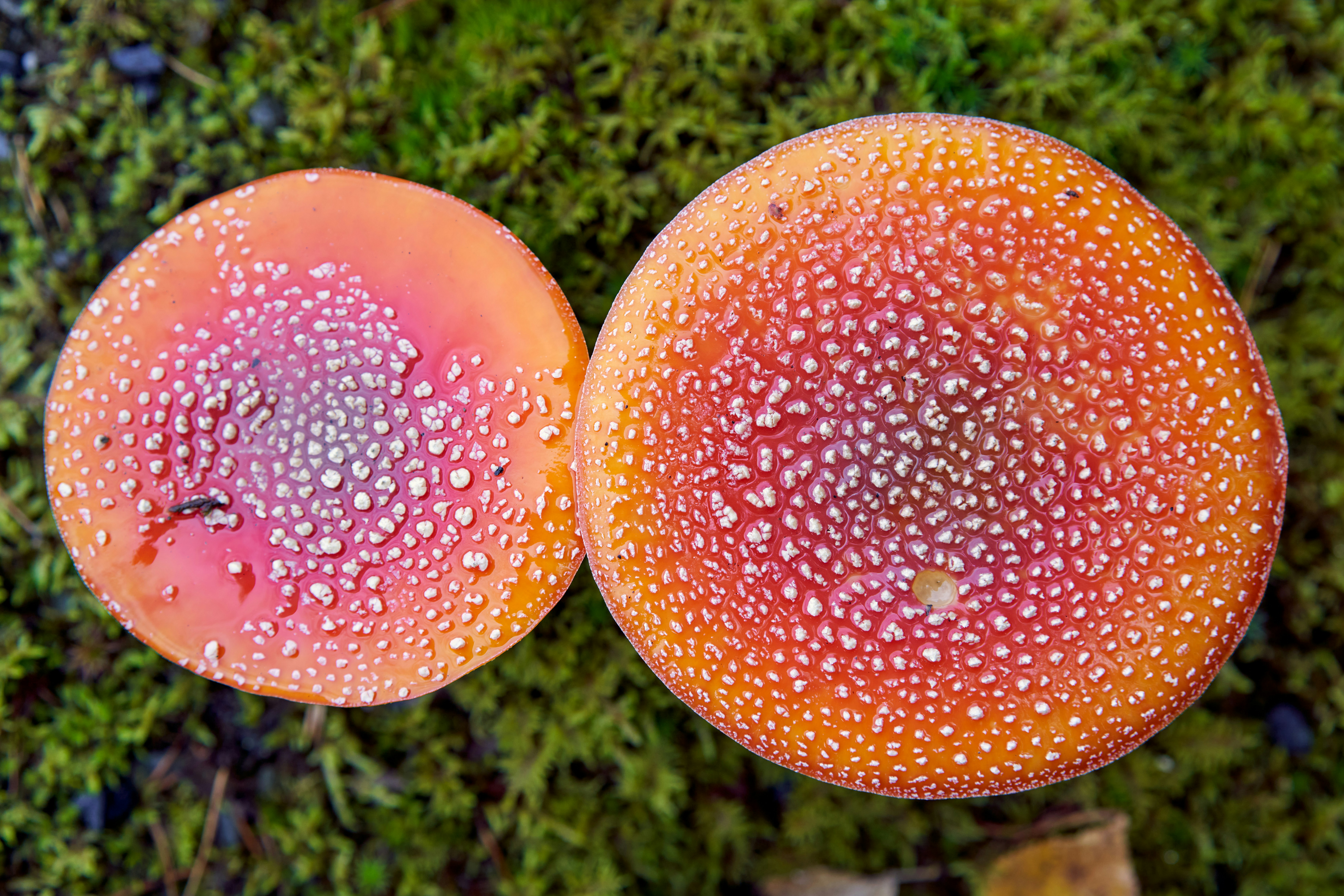 Two vividly colored mushrooms with textured caps glisten with dew, set against a lush green moss backdrop.