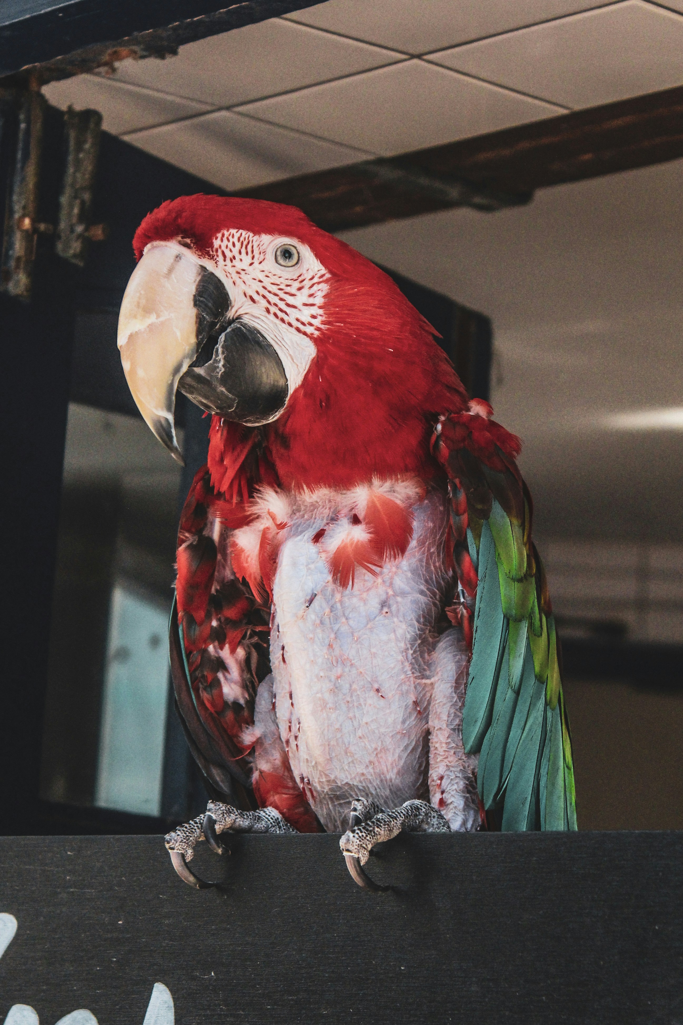 a parrot with a white and red head
