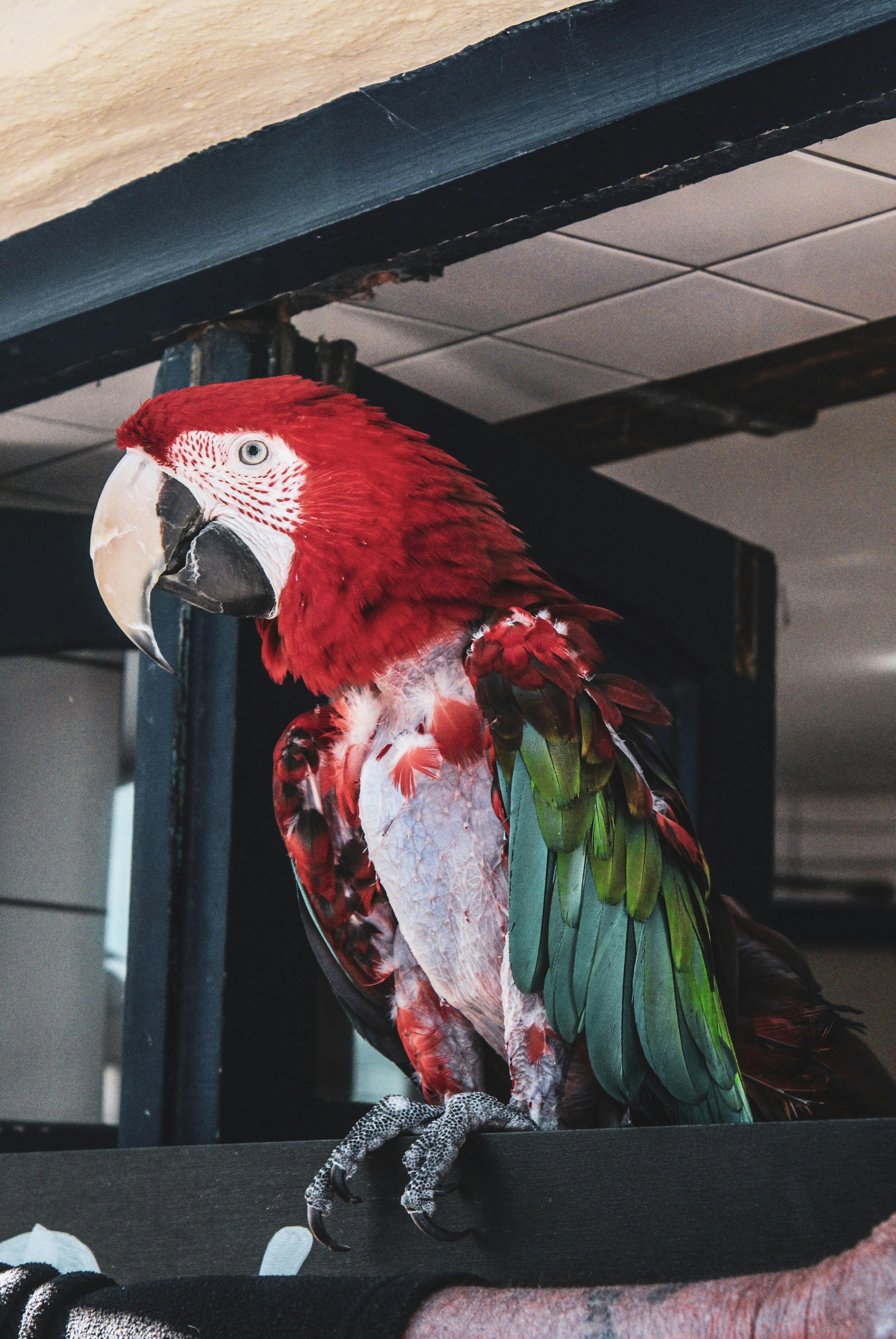 Crimson Crest on a Quiet Indoor Perch