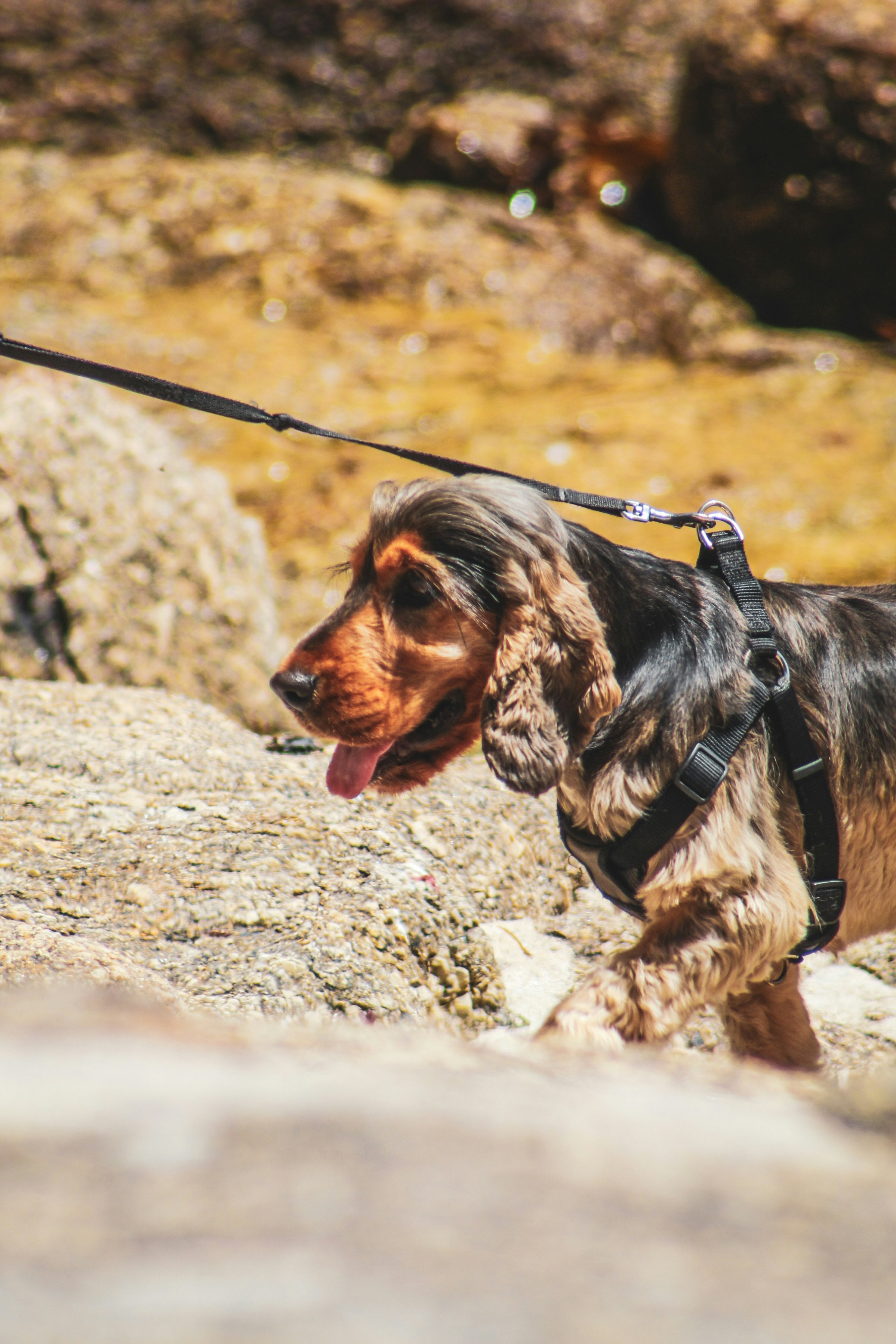 Leisurely Crossing: A Dog Trekking the Sunlit Rocks