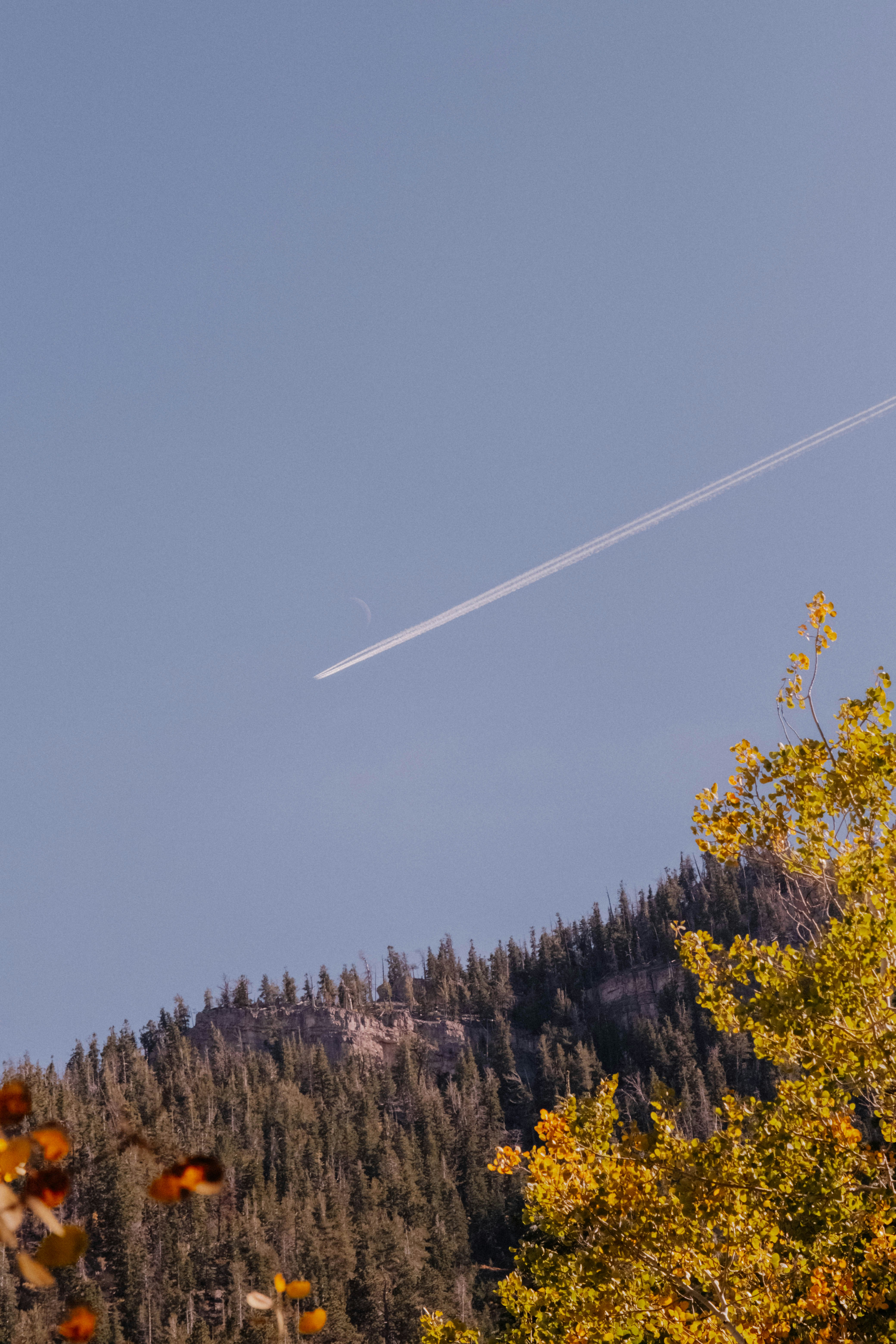 Diagonal Contrail Over a Sunlit Alpine Forest