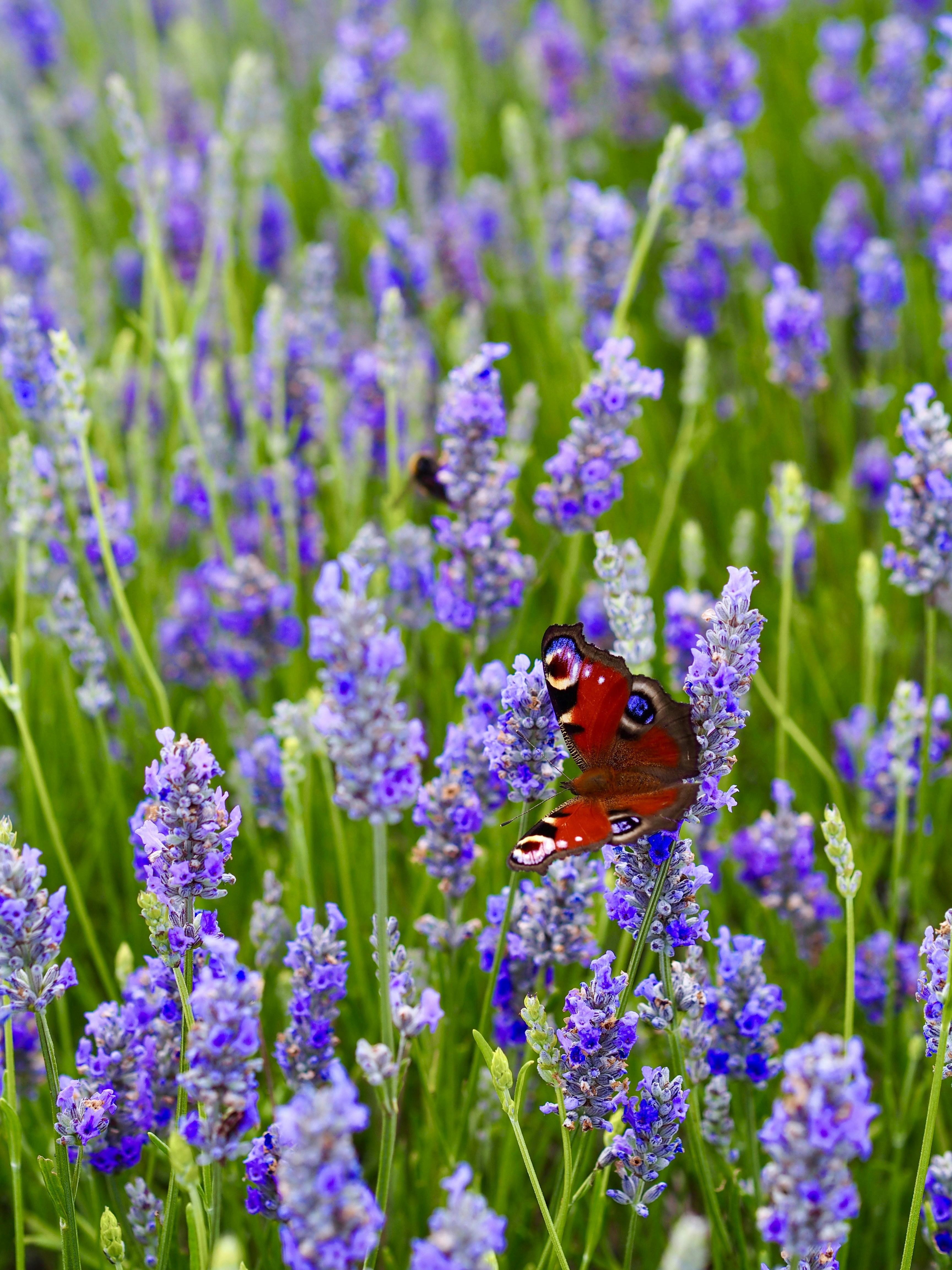 A vibrant butterfly perched among blooming lavender flowers, showcasing the beauty of nature's palette.