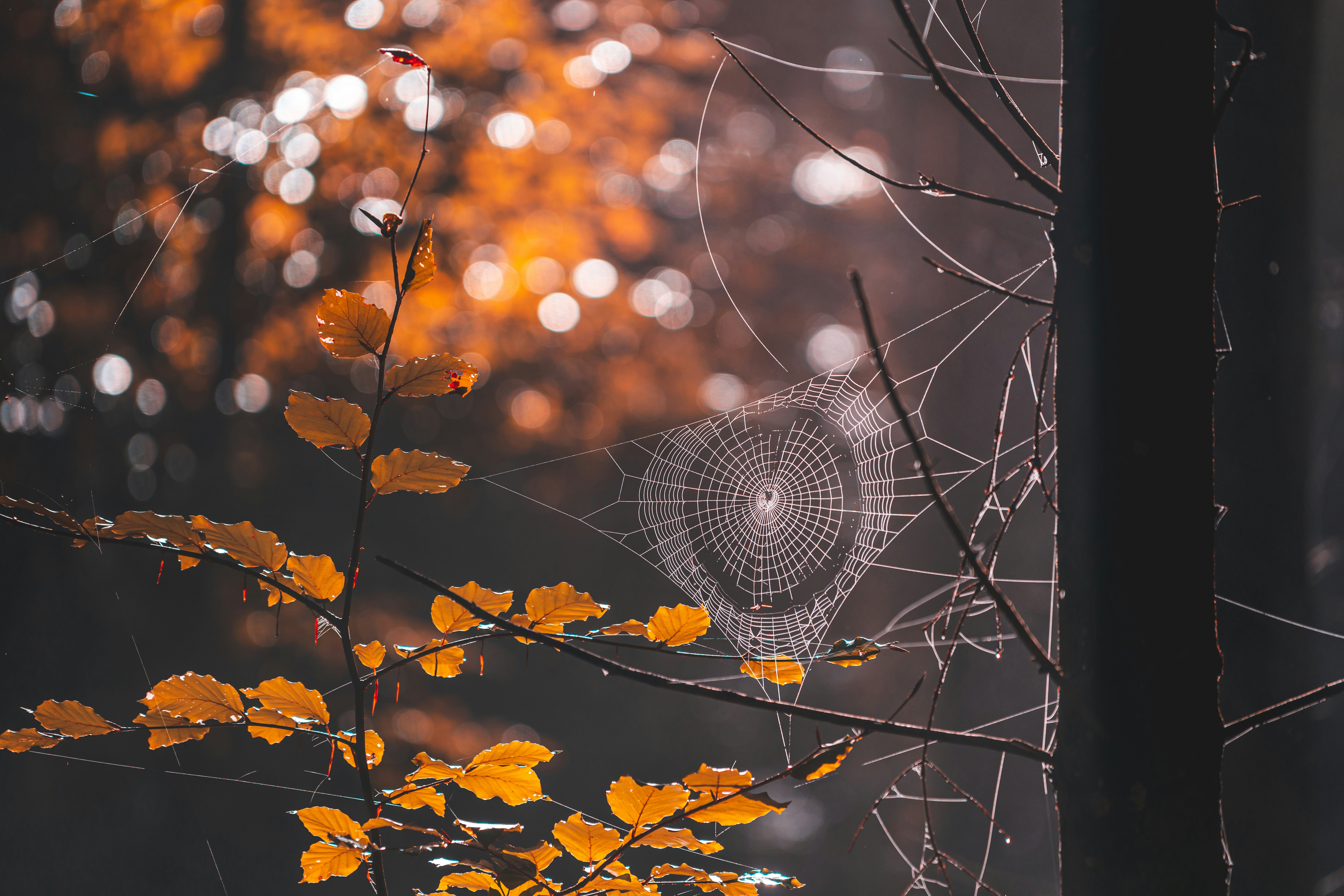 Autumn Lace: a Web Framed by Golden Leaves