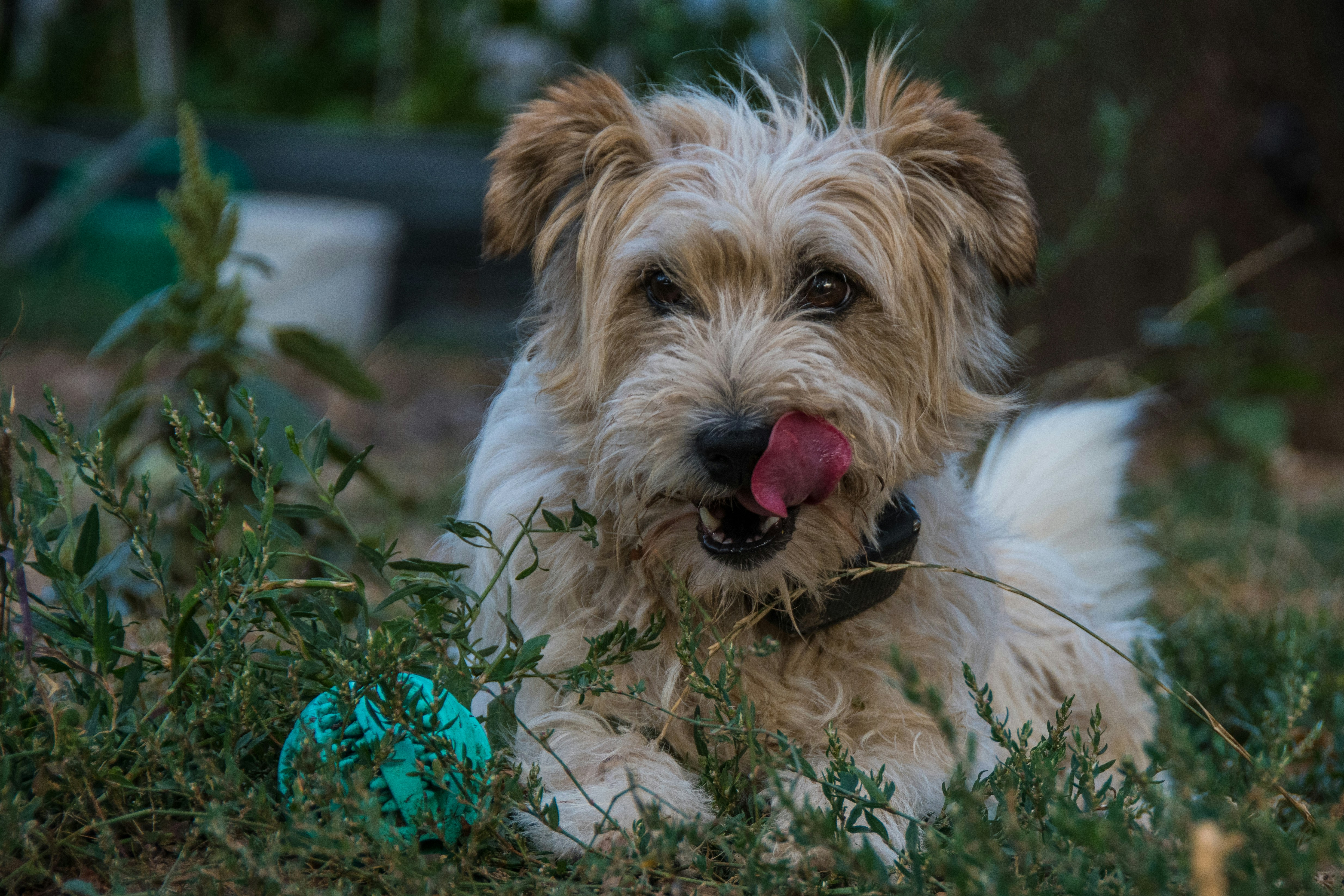 Playful Tongue on Green: A Beaming Backyard Canine