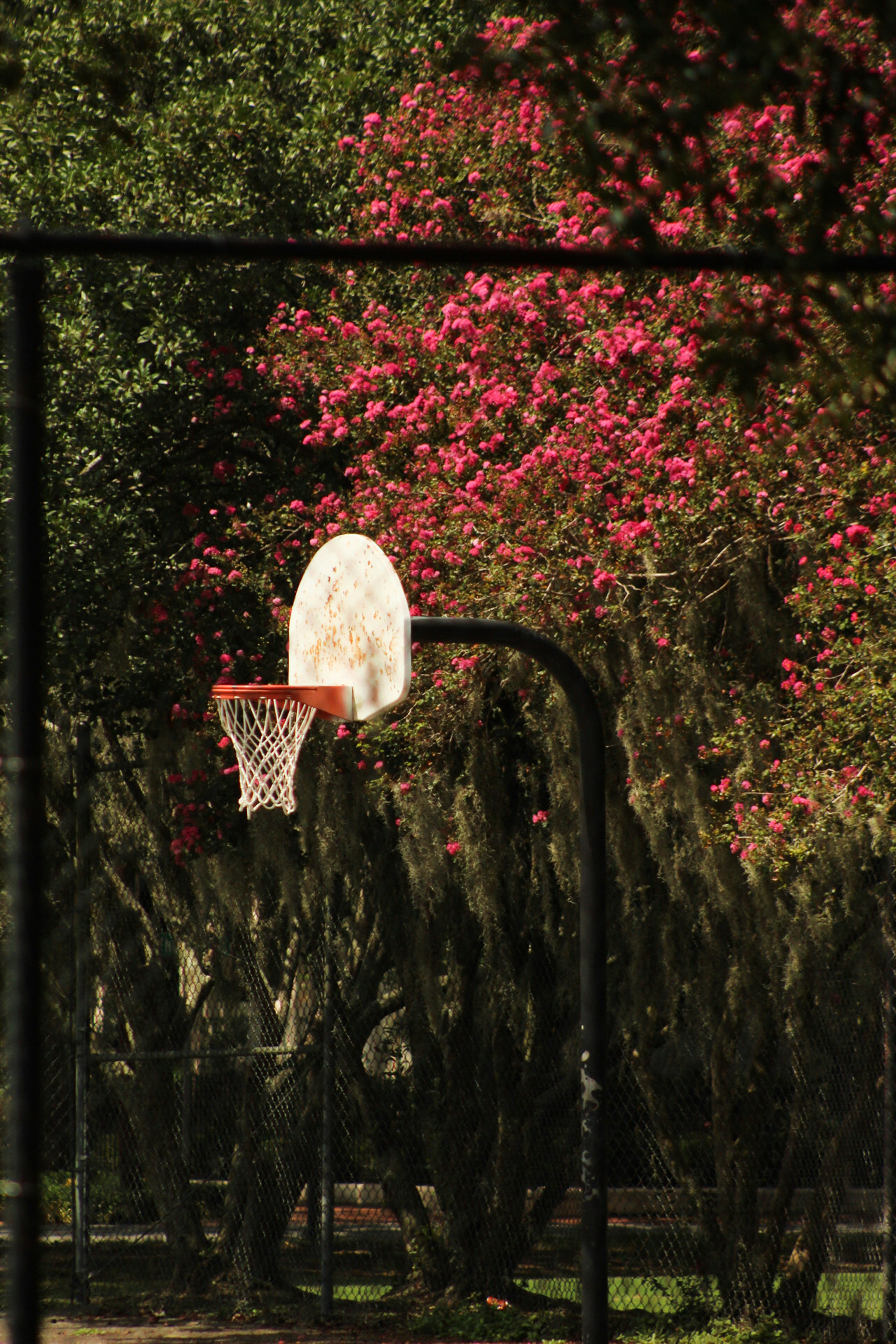 A basketball hoop in front of a tree photo – Free Savannah Image on ...