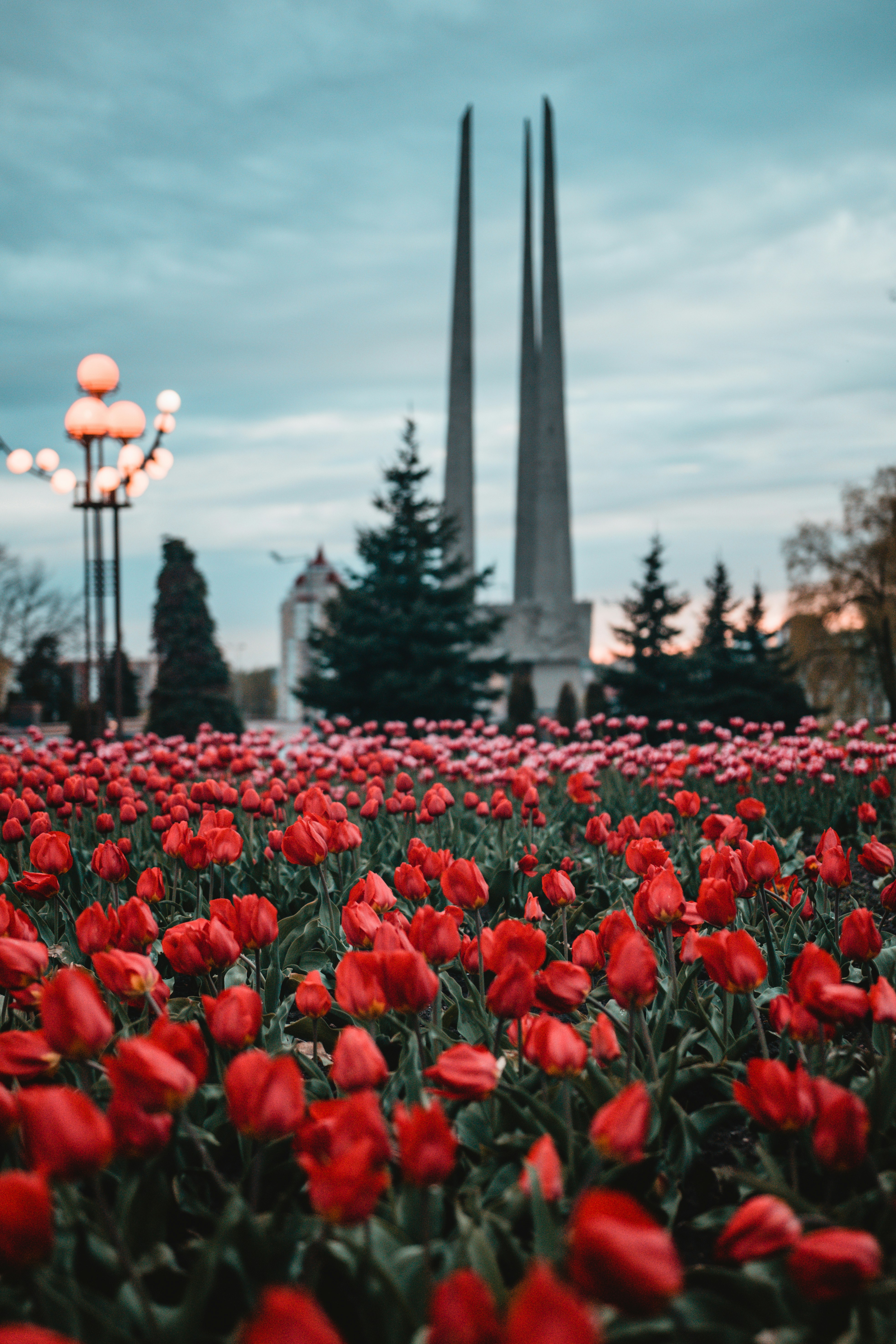 Scarlet Tulips Framing the Twin Spires