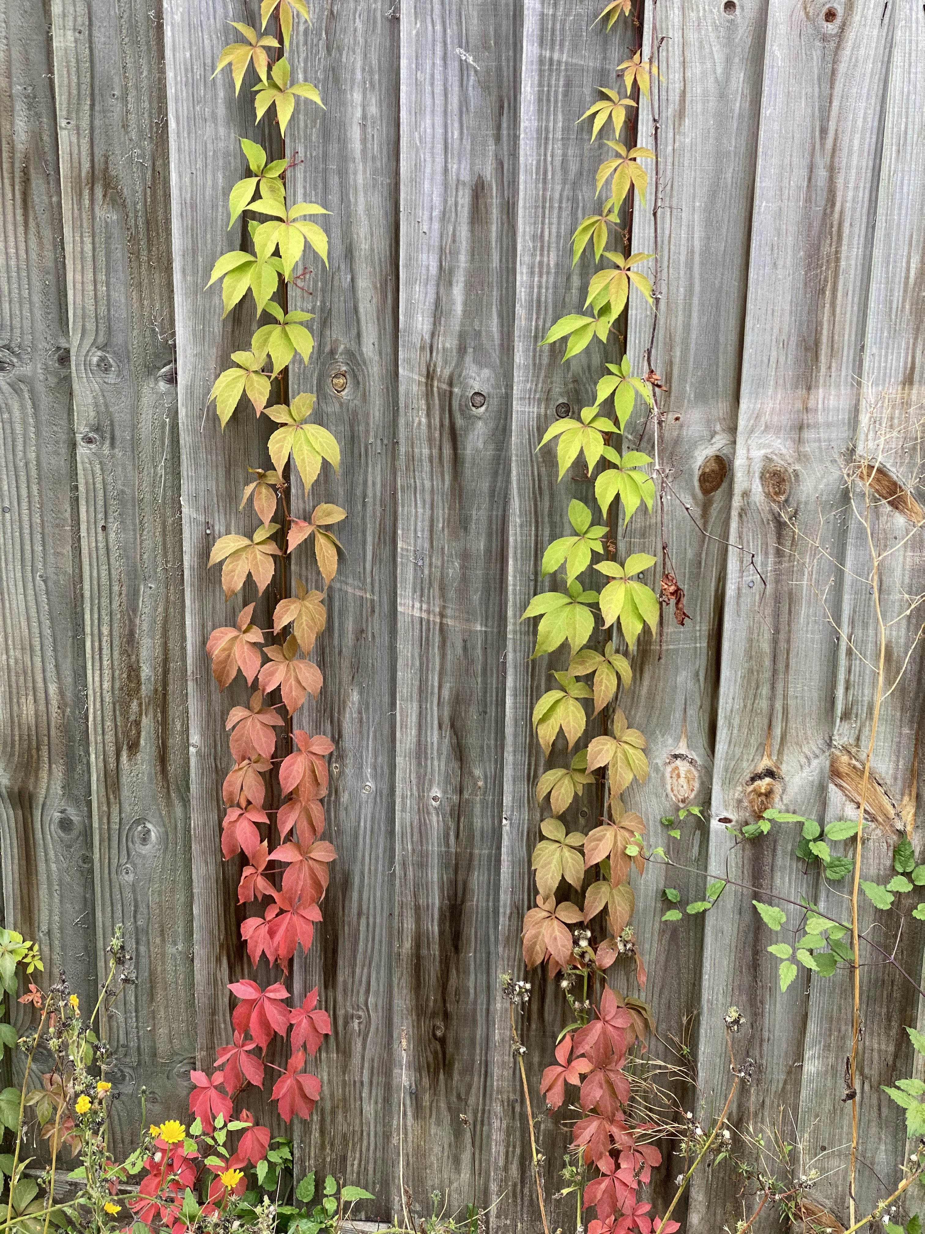 Vines in Crimson and Olive Climb a Weathered Fence