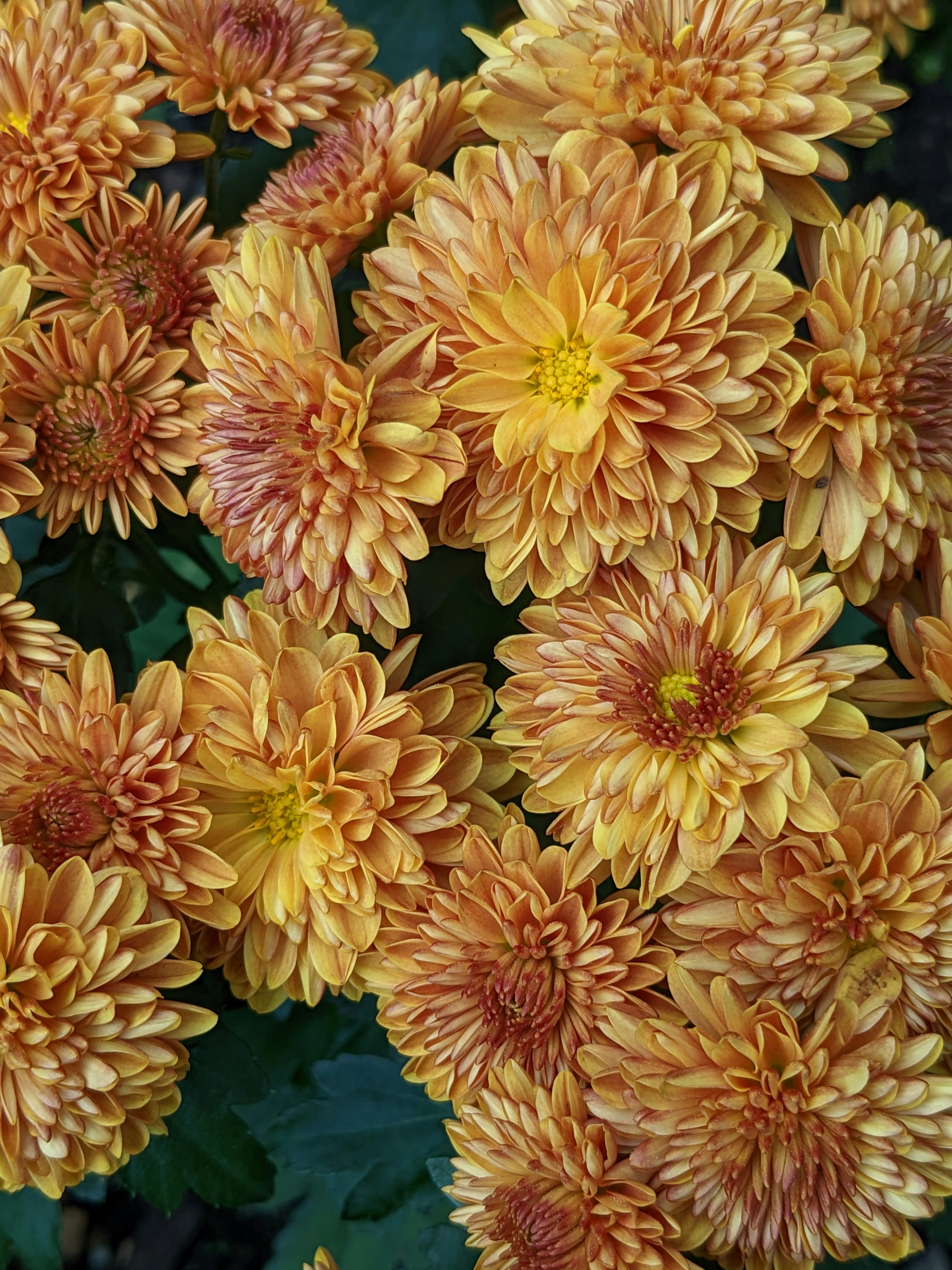 Background pattern photo – Free Flowers Image on Unsplash
