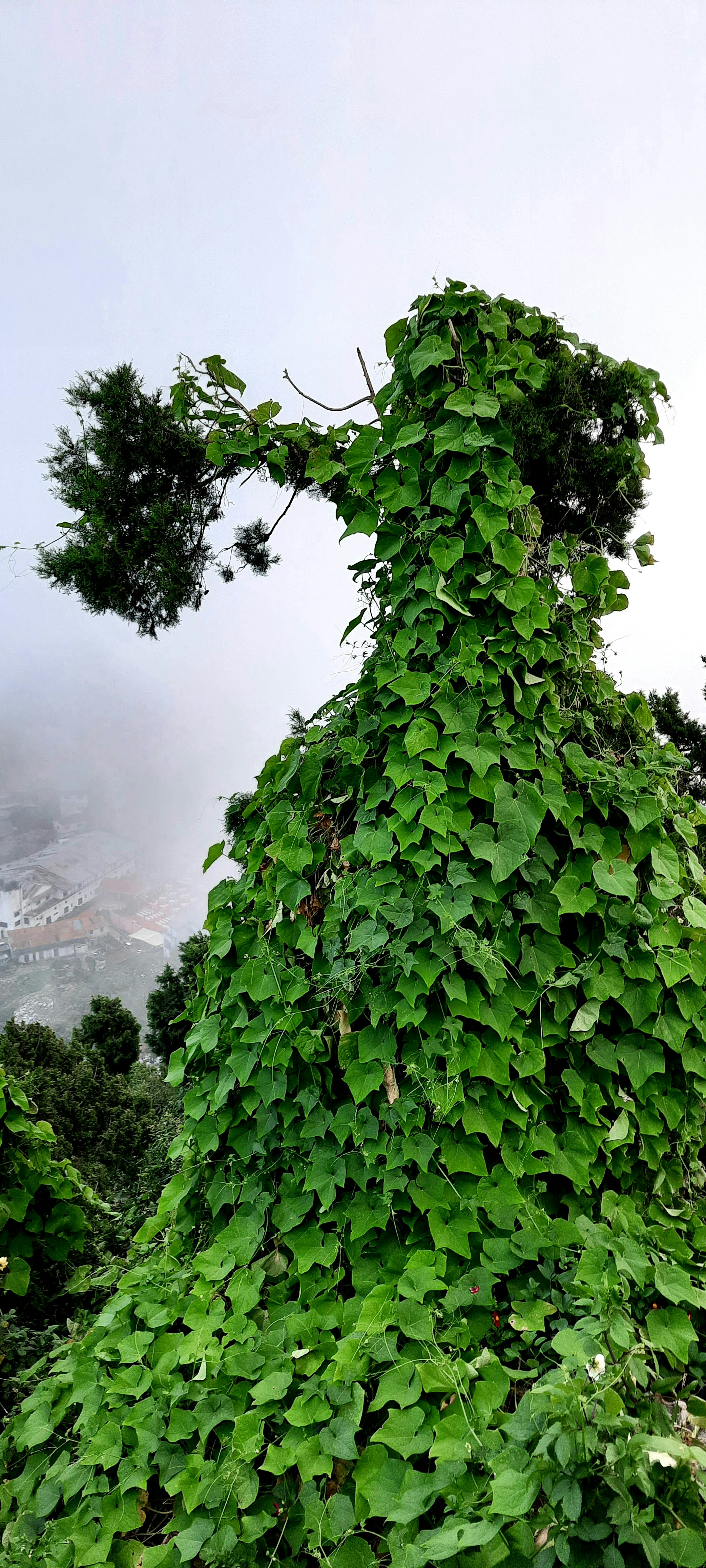 Green Liana Tower Climbing a Misty Cliff