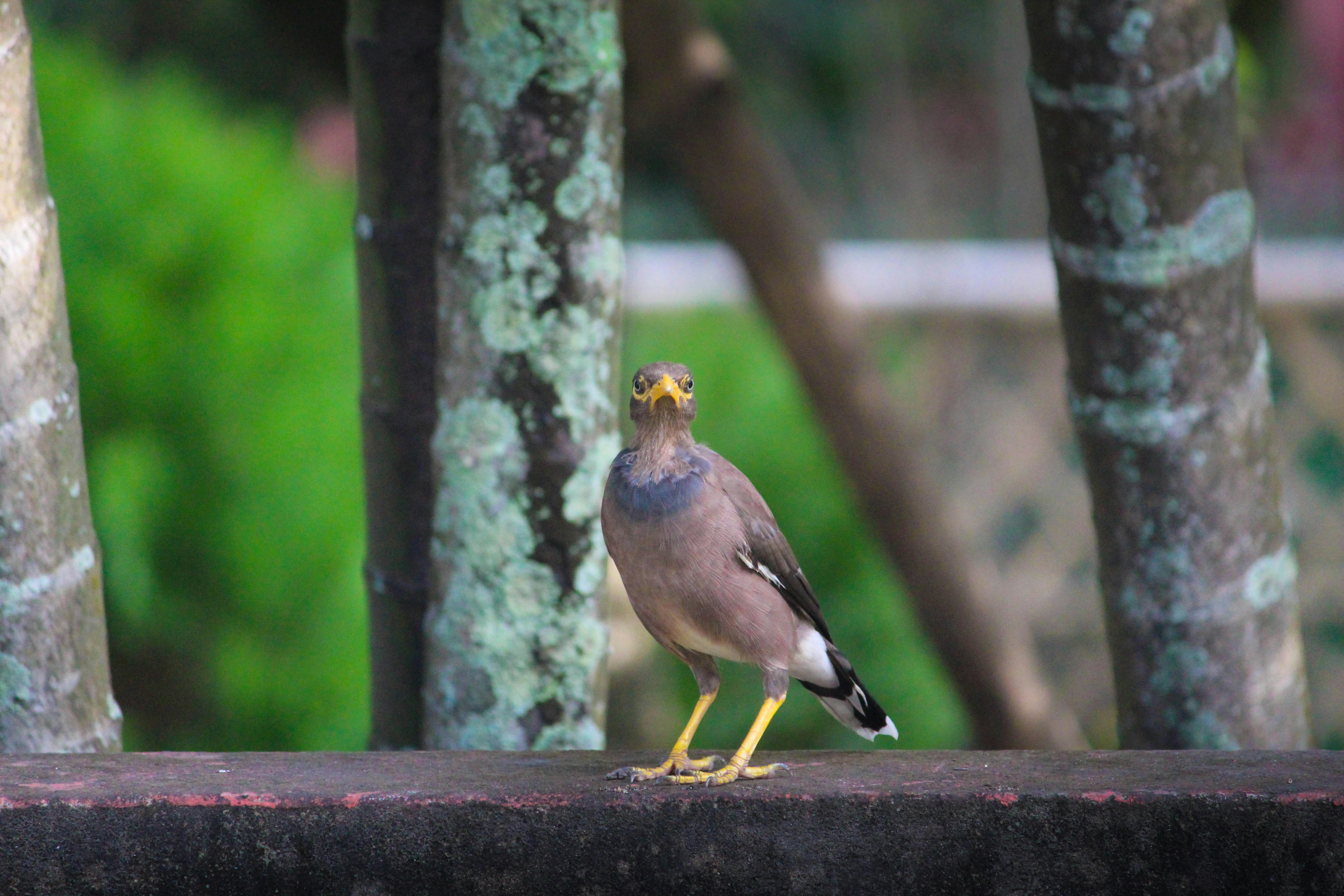Yellow-legged bird on a weathered railing beneath mossy bars
