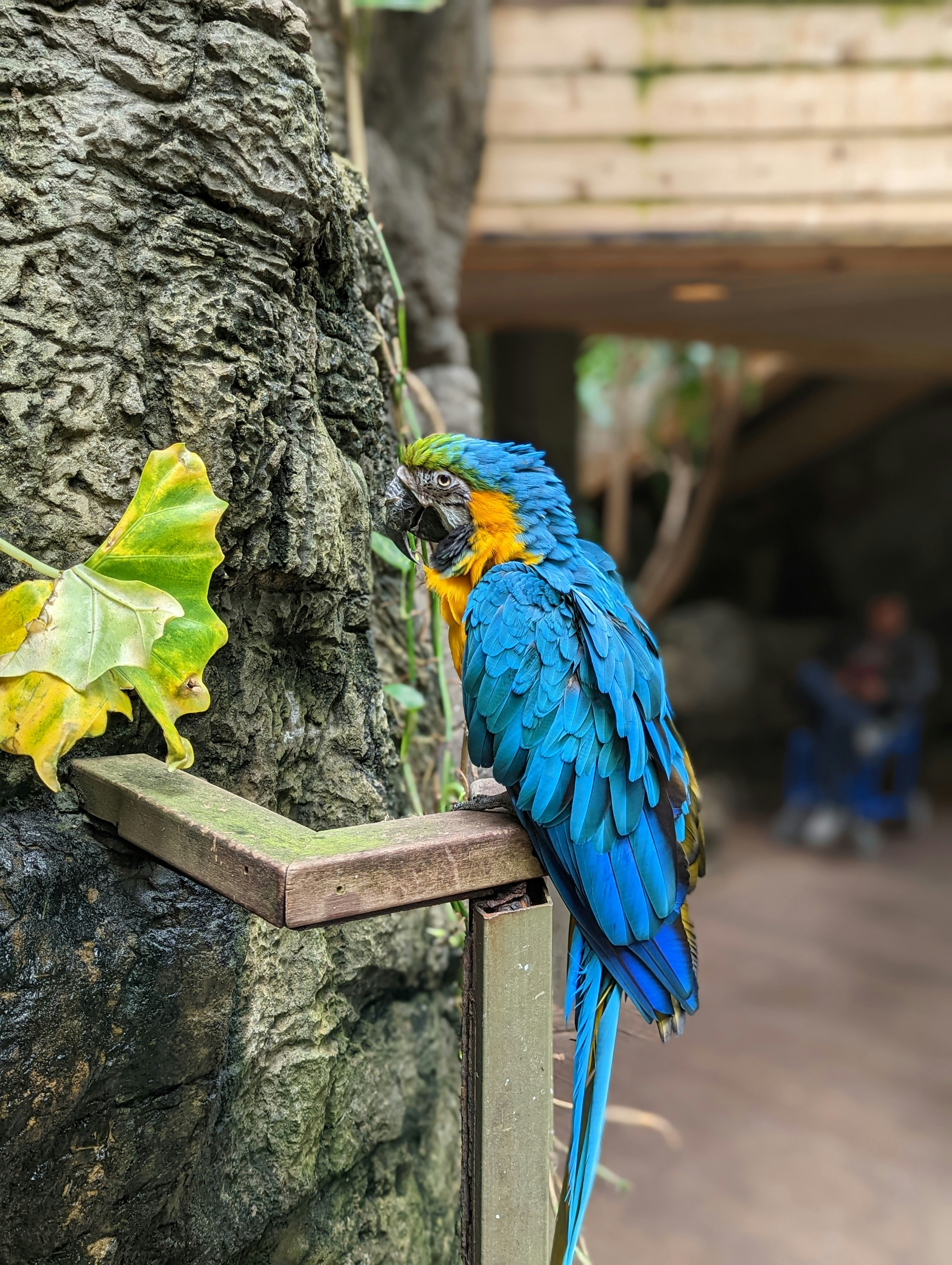 A colorful parrot perched on a wooden railing beside a green leaf, surrounded by textured rock formations in a naturalistic setting.