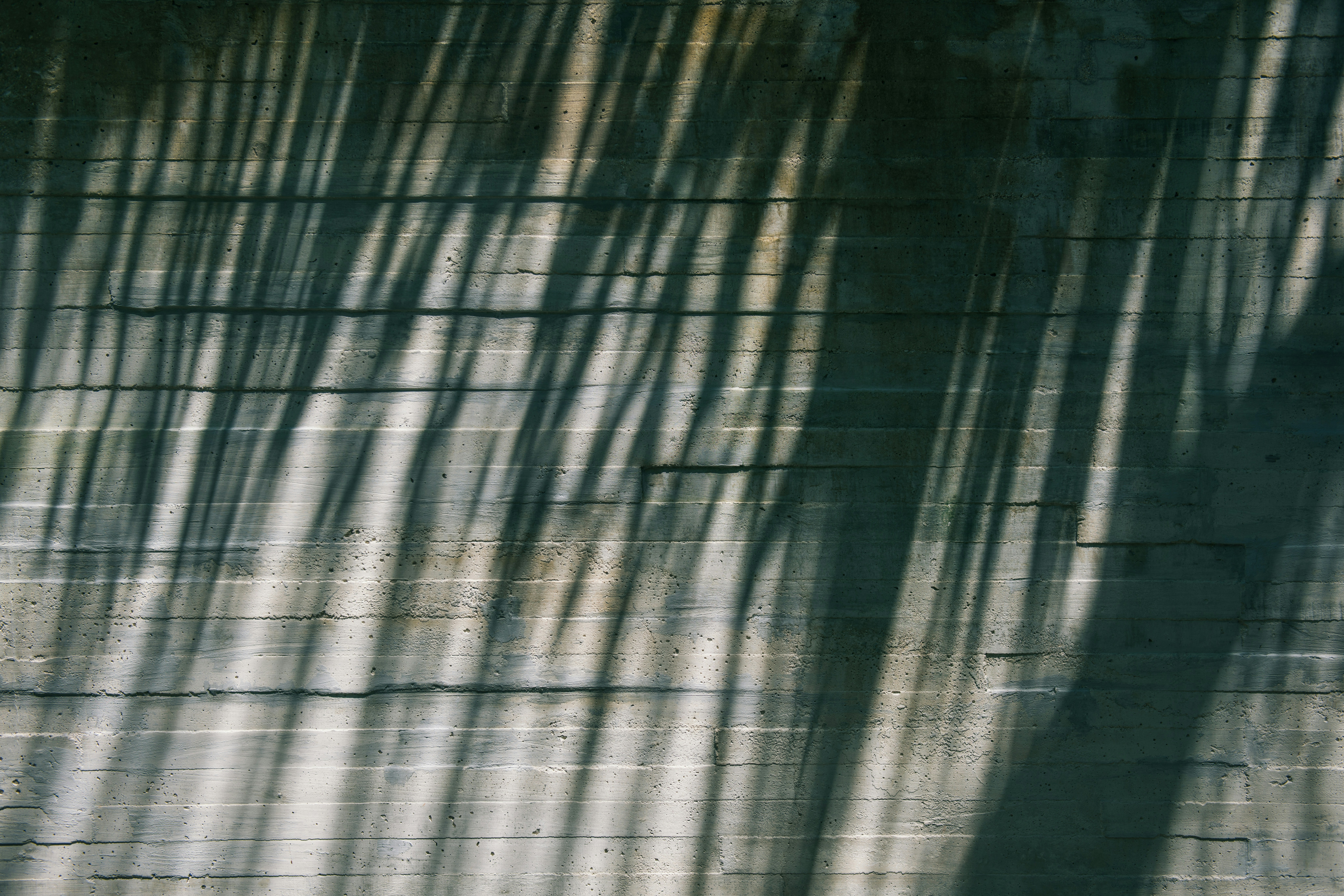 Shadows of palm fronds cast intricate patterns on a weathered brick wall under soft sunlight.