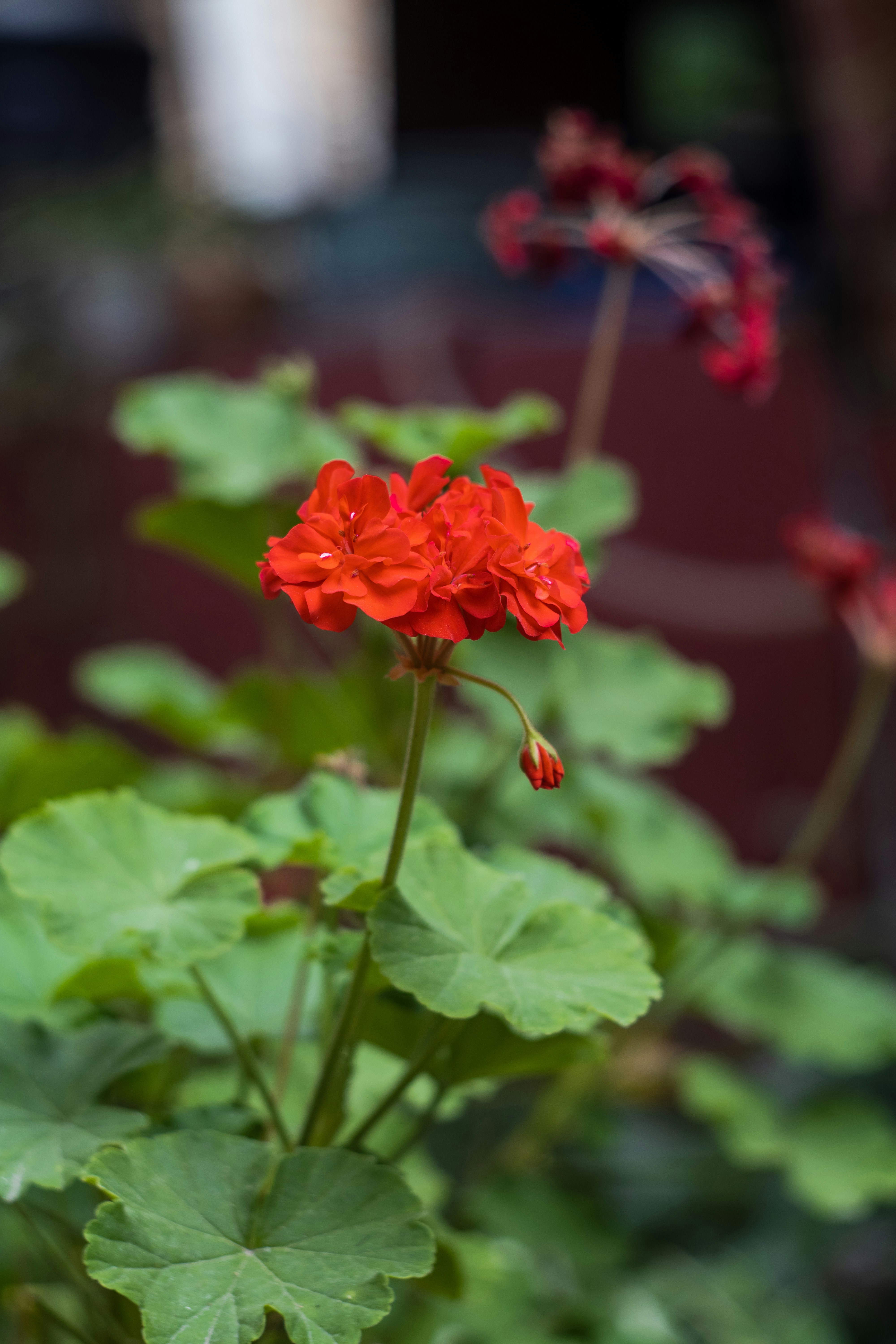 Crimson Geranium in Soft-Focus Garden Portrait
