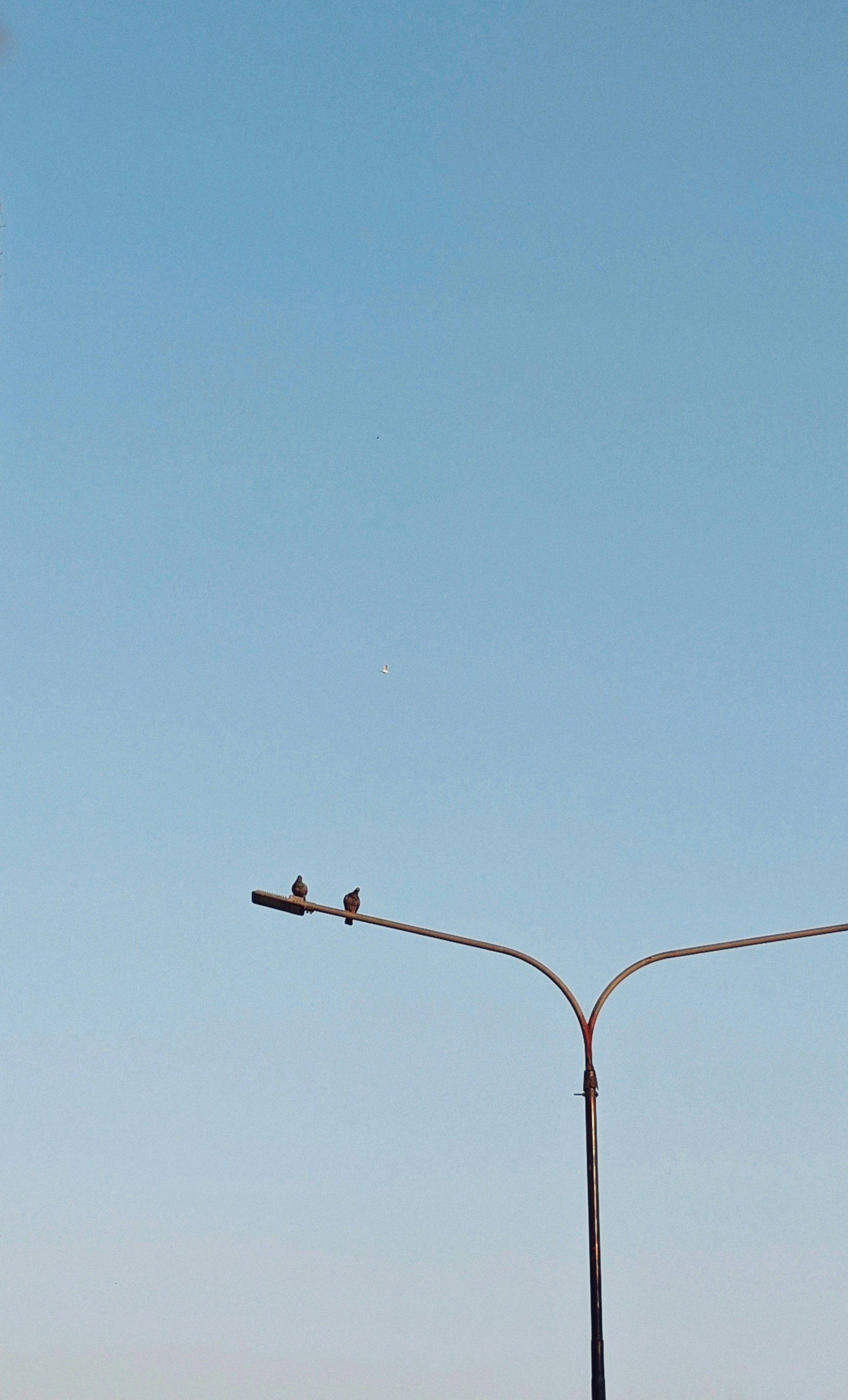 Two Pigeons Perched on a Streetlamp Arm Under a Wide Blue Sky