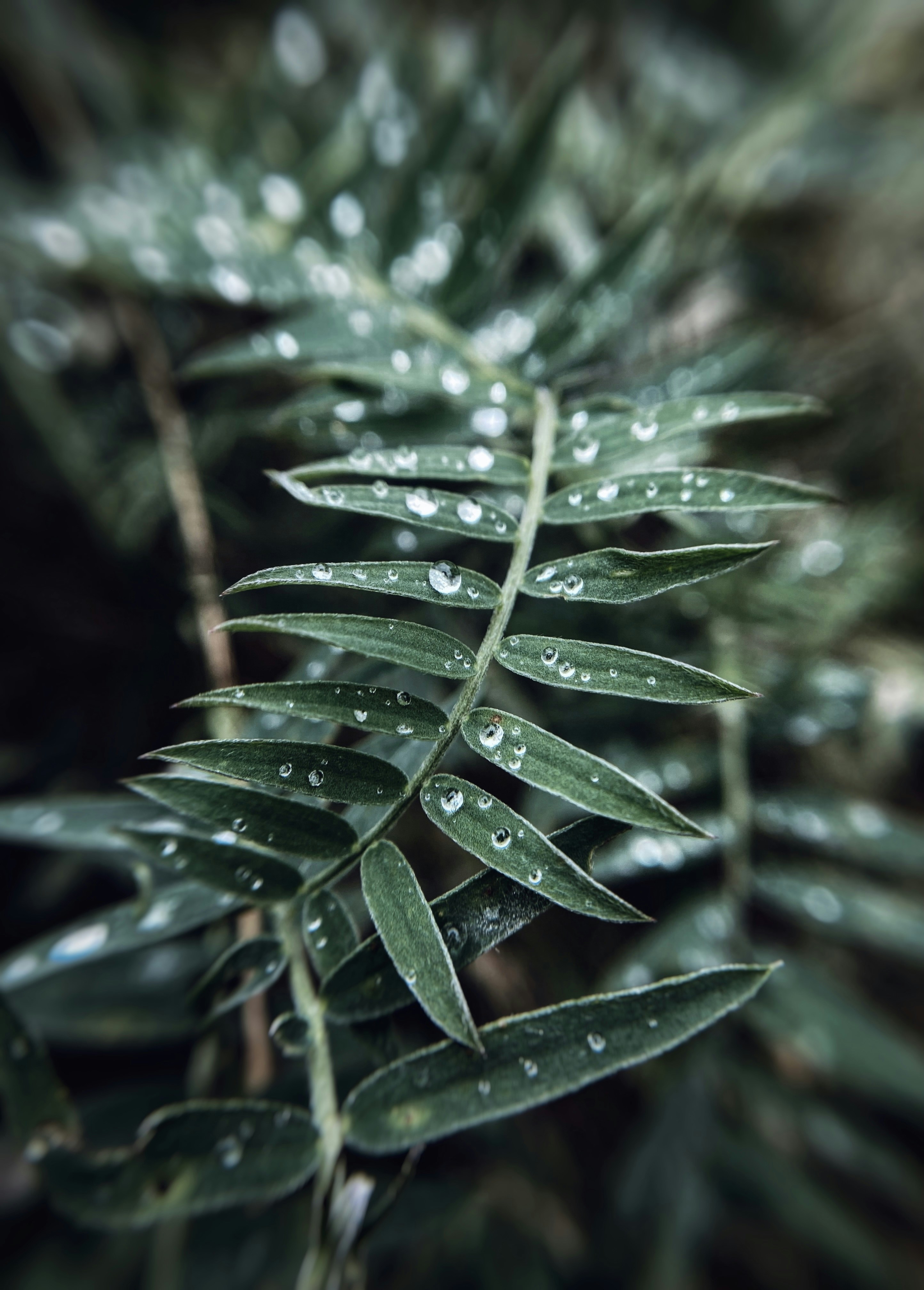 a close up of a leaf