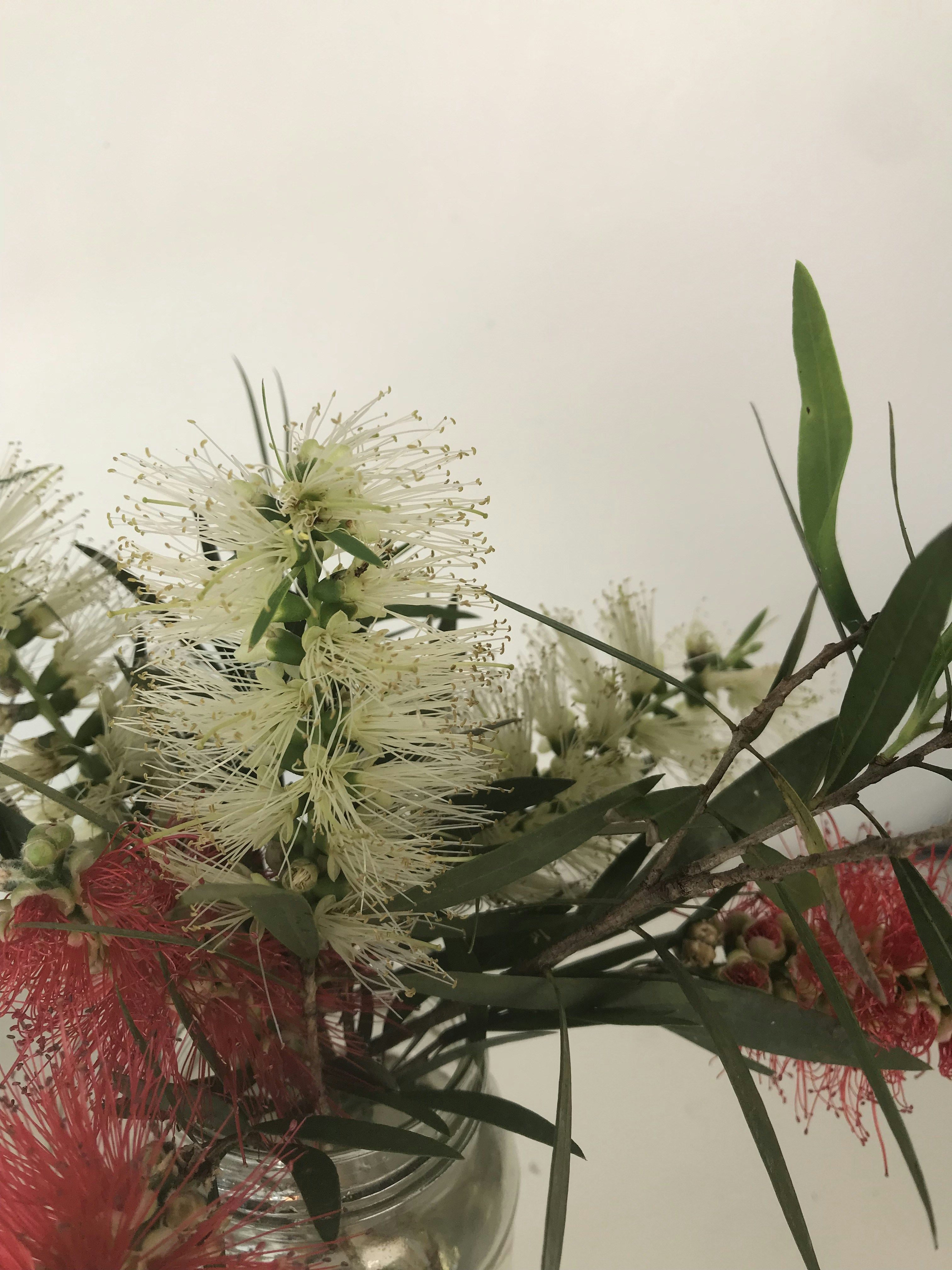 Australia’s native flowers bottle brush and wattle flowers.