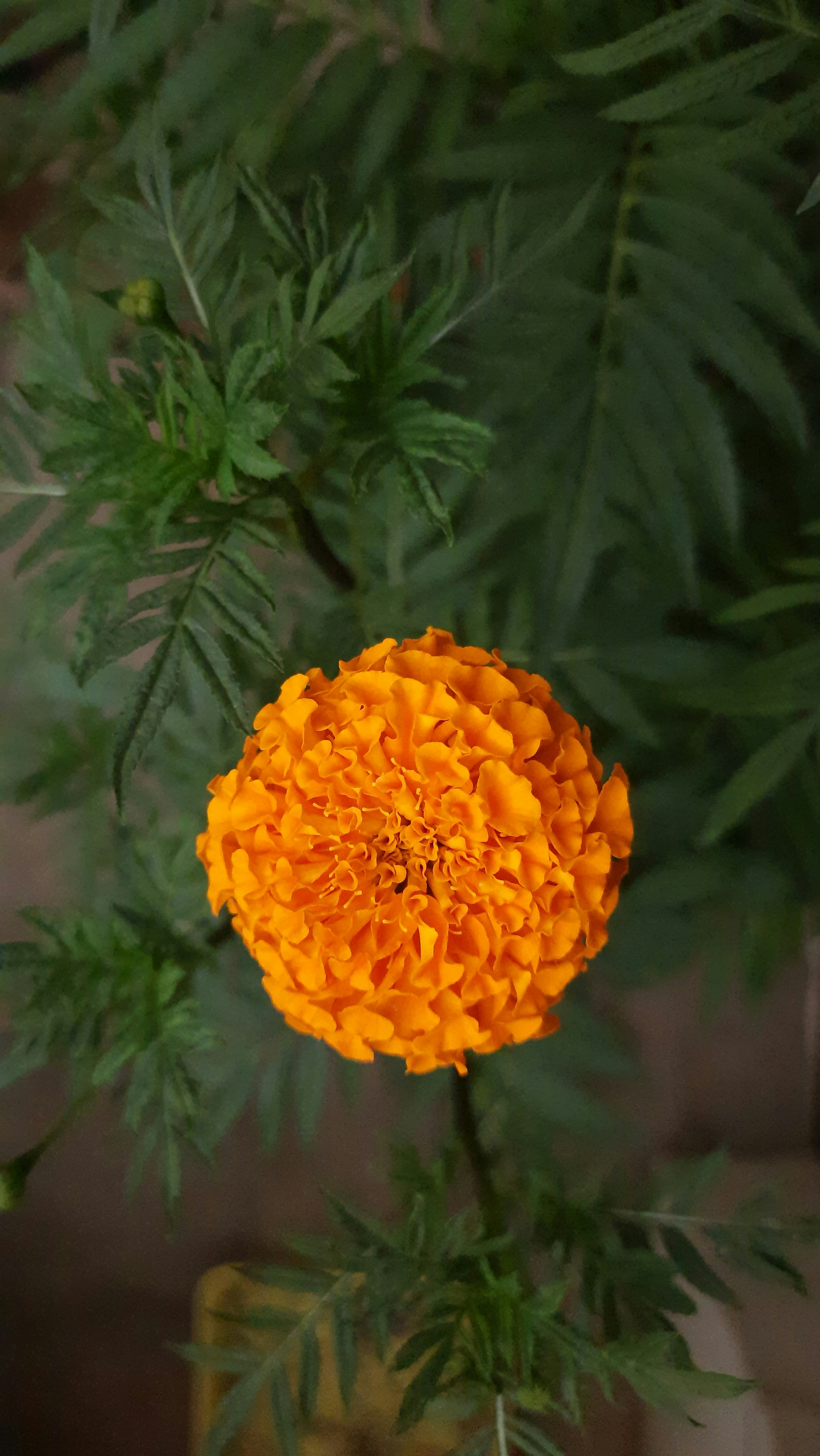 Vibrant marigold flower blooms atop lush green foliage, showcasing intricate petal details. The composition emphasizes the flower's striking color against the backdrop of leaves.