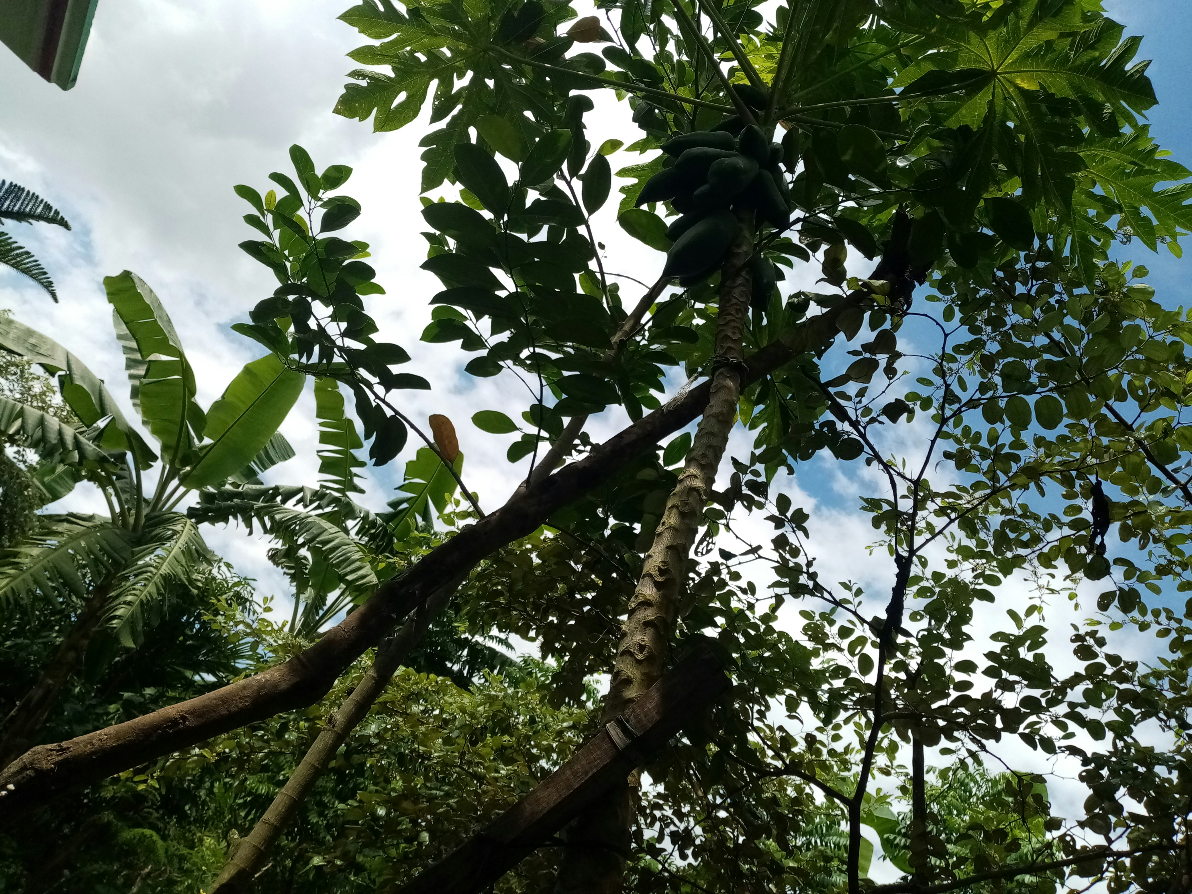 Lush tropical foliage intertwines with a towering papaya tree under a partly cloudy sky.