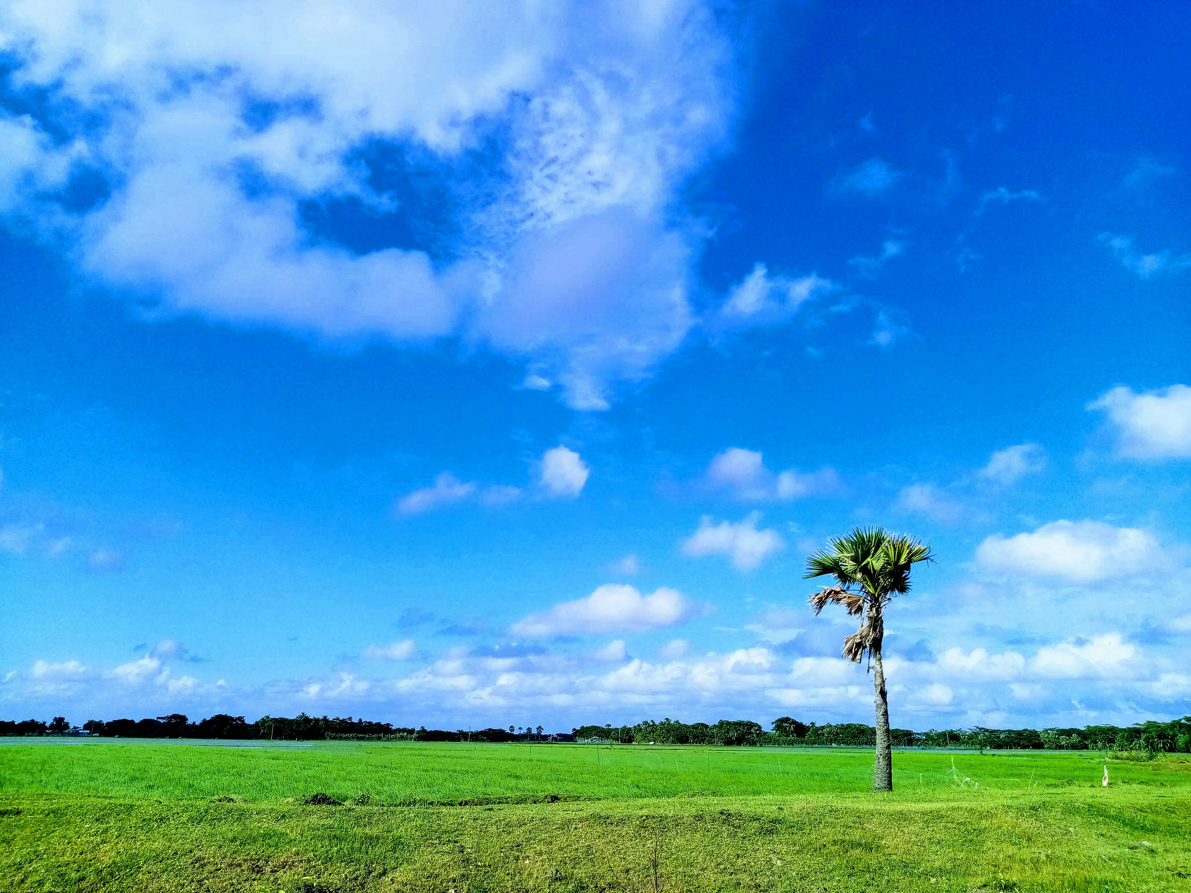 A solitary palm tree stands against a vibrant blue sky dotted with fluffy clouds, surrounded by lush green fields.