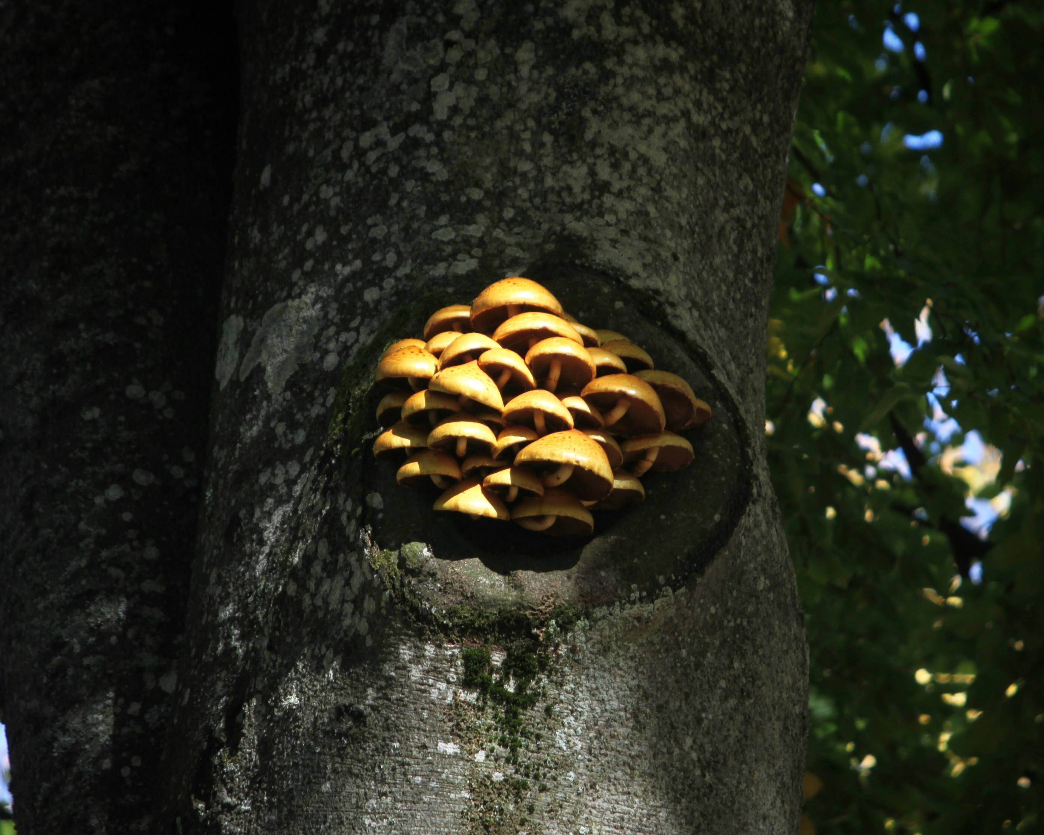 Amber Mushrooms Nestled in a Tree Hollow