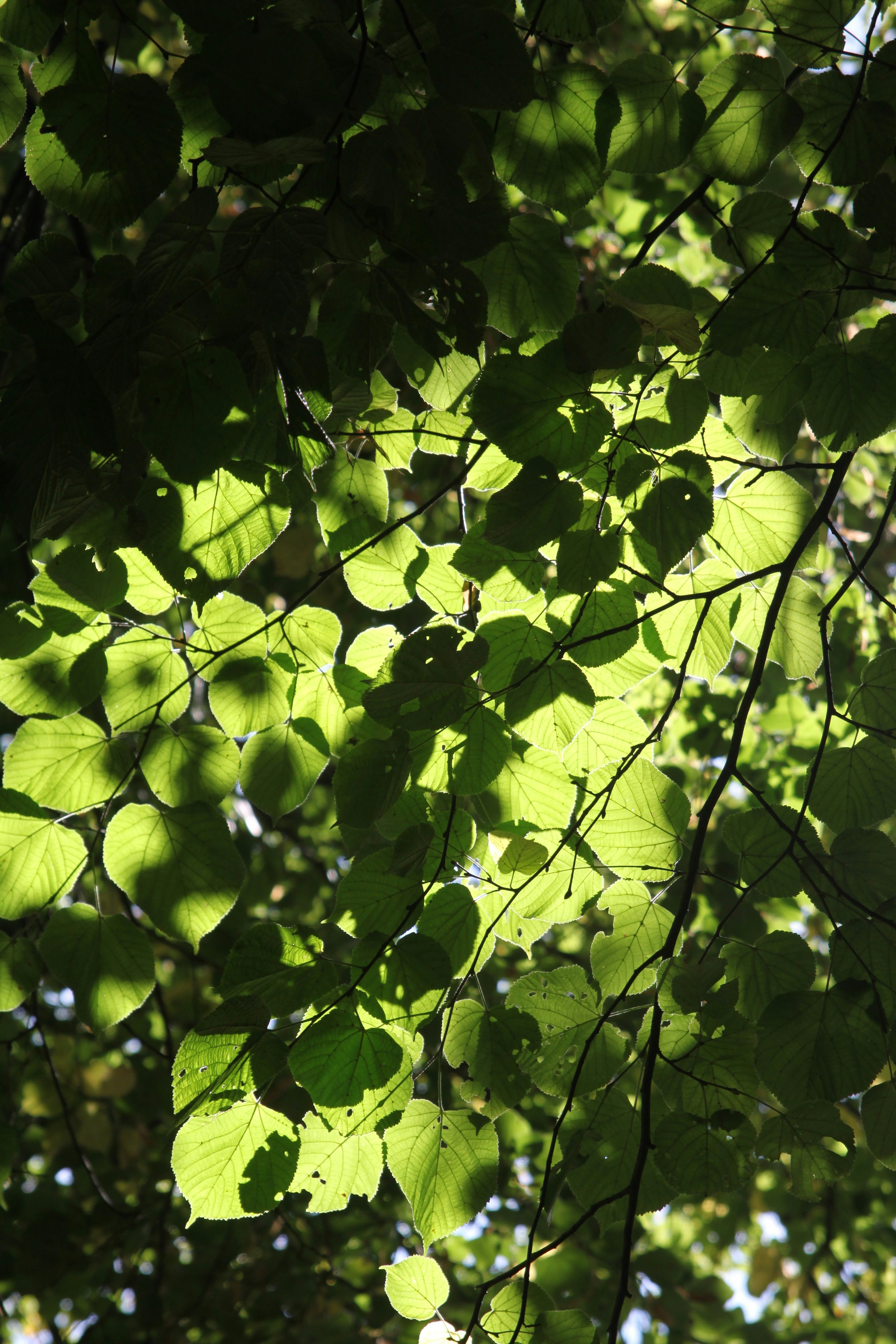 Photo by Bernd 📷 Dittrich with Canon EOS 500D