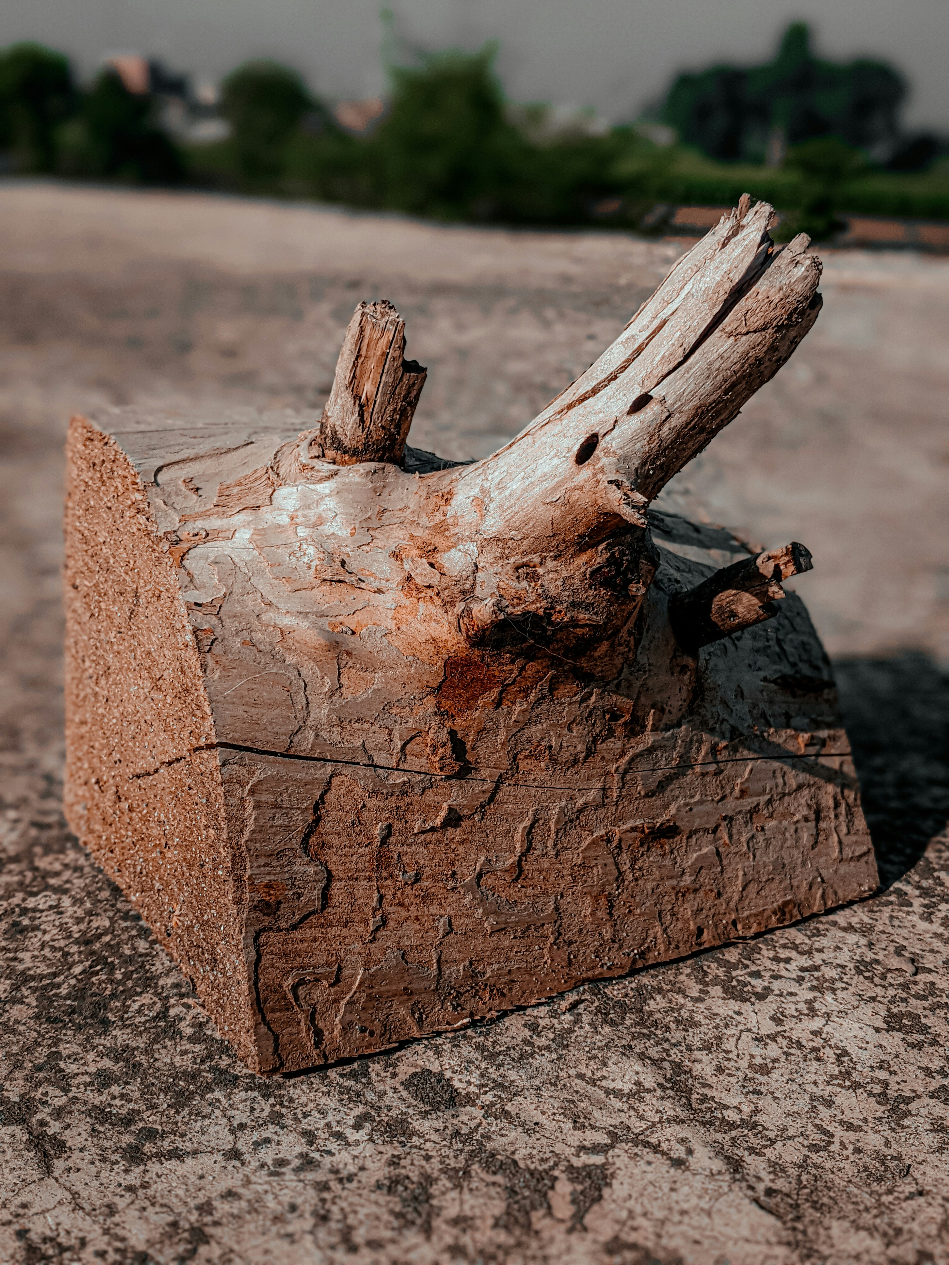 Sun-warmed fragment of driftwood perched on a cracked brick block