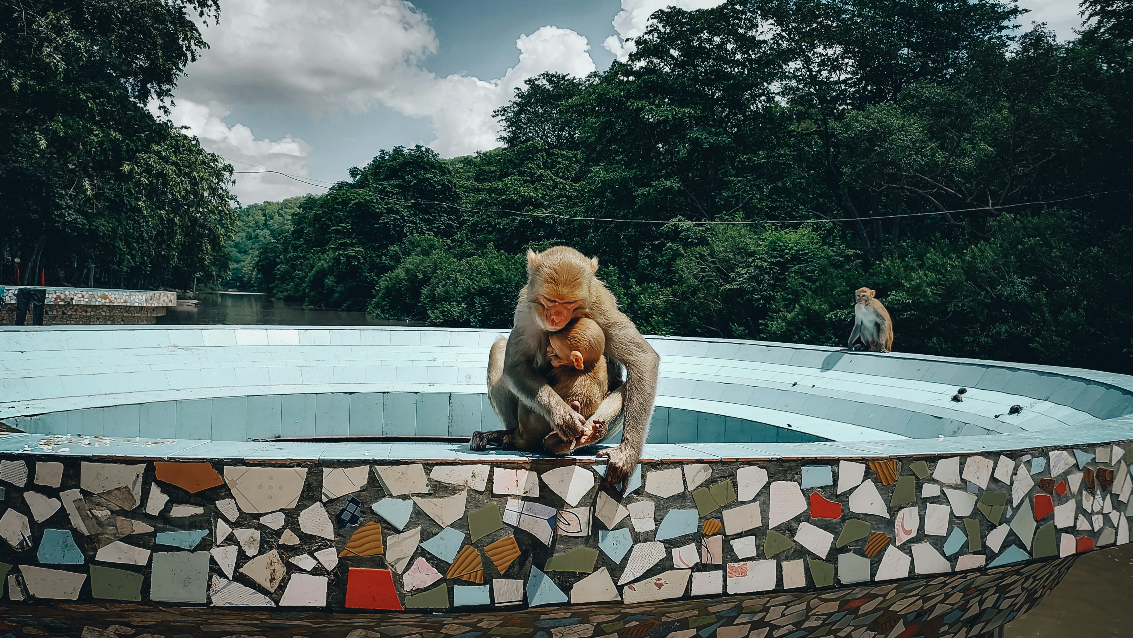 Mother Monkey and Baby on a Mosaic Pool Rim