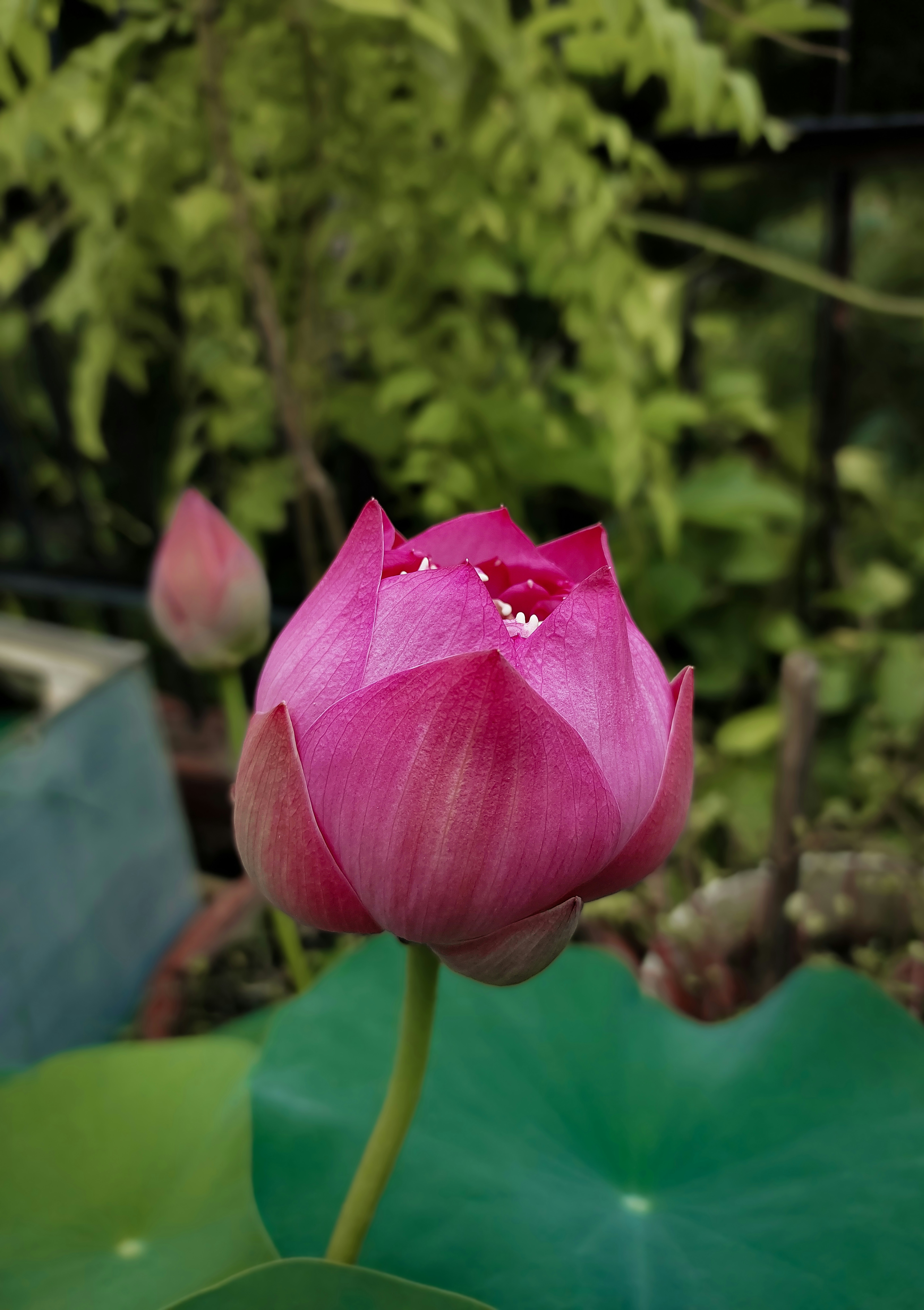 Vibrant pink lotus flower emerging from lush green leaves in a serene garden setting.