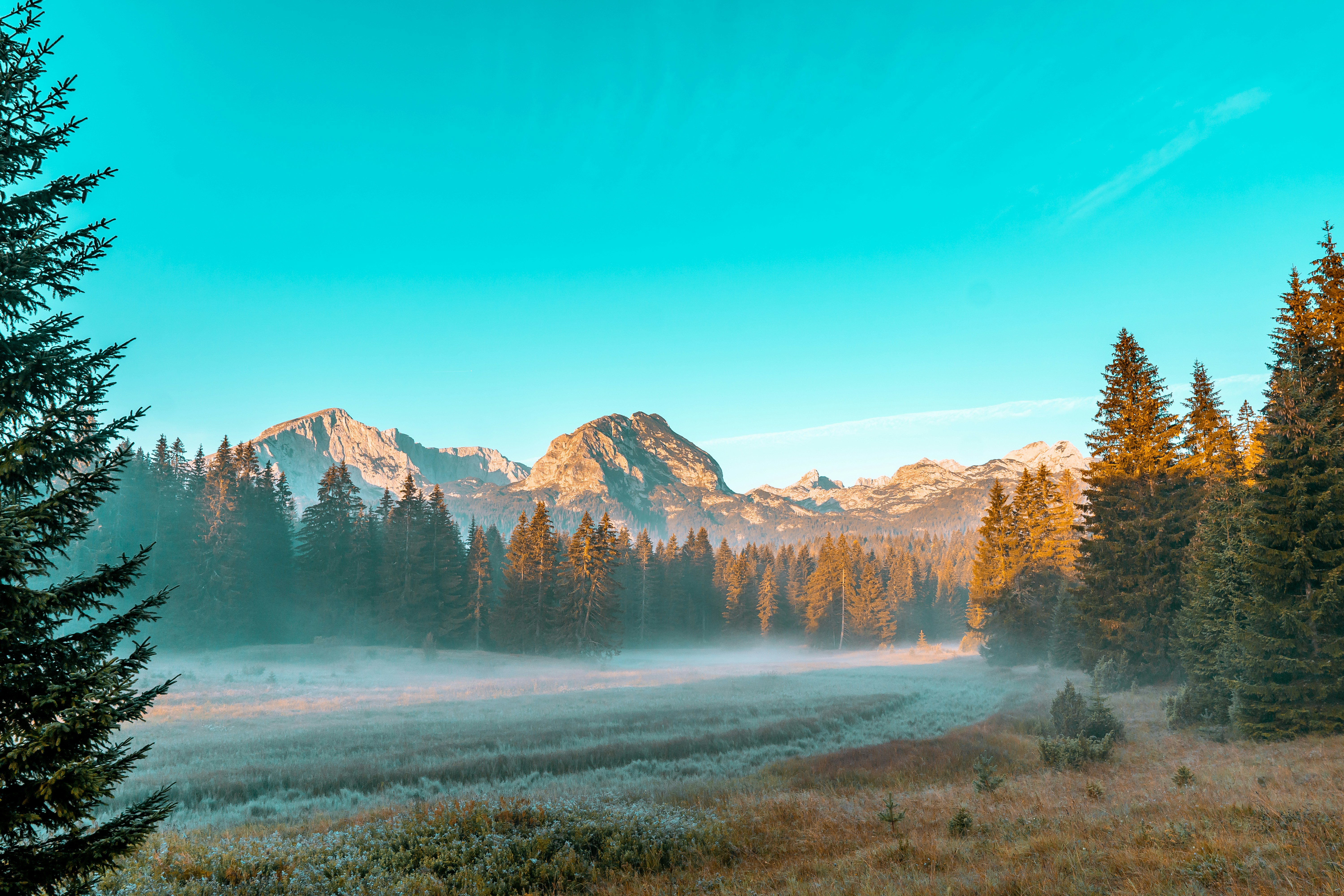 Dawn Veil over Alpine Pines and Central Peaks