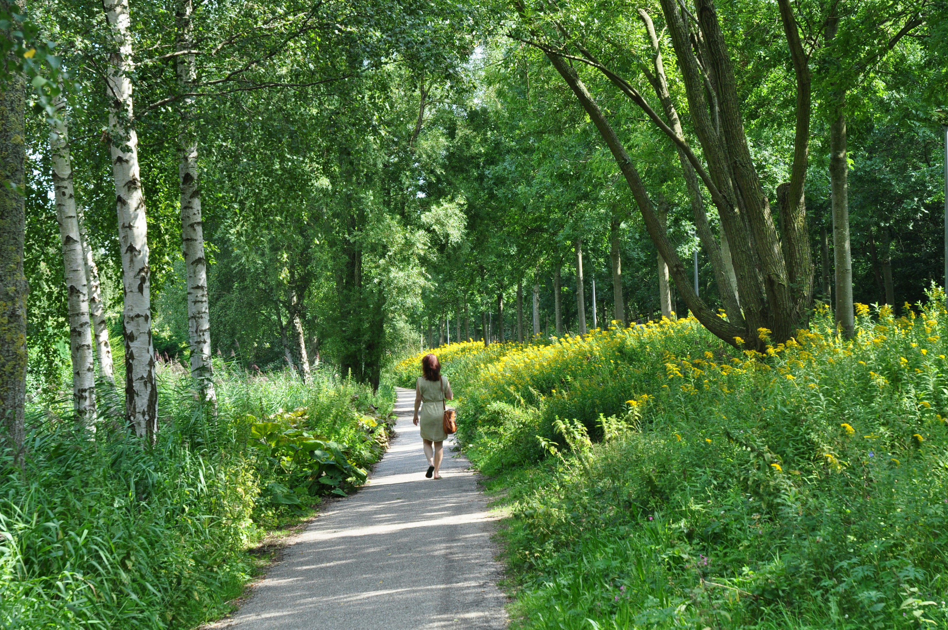 A person walking on a path in a forest photo – Free Westerpark Image on ...