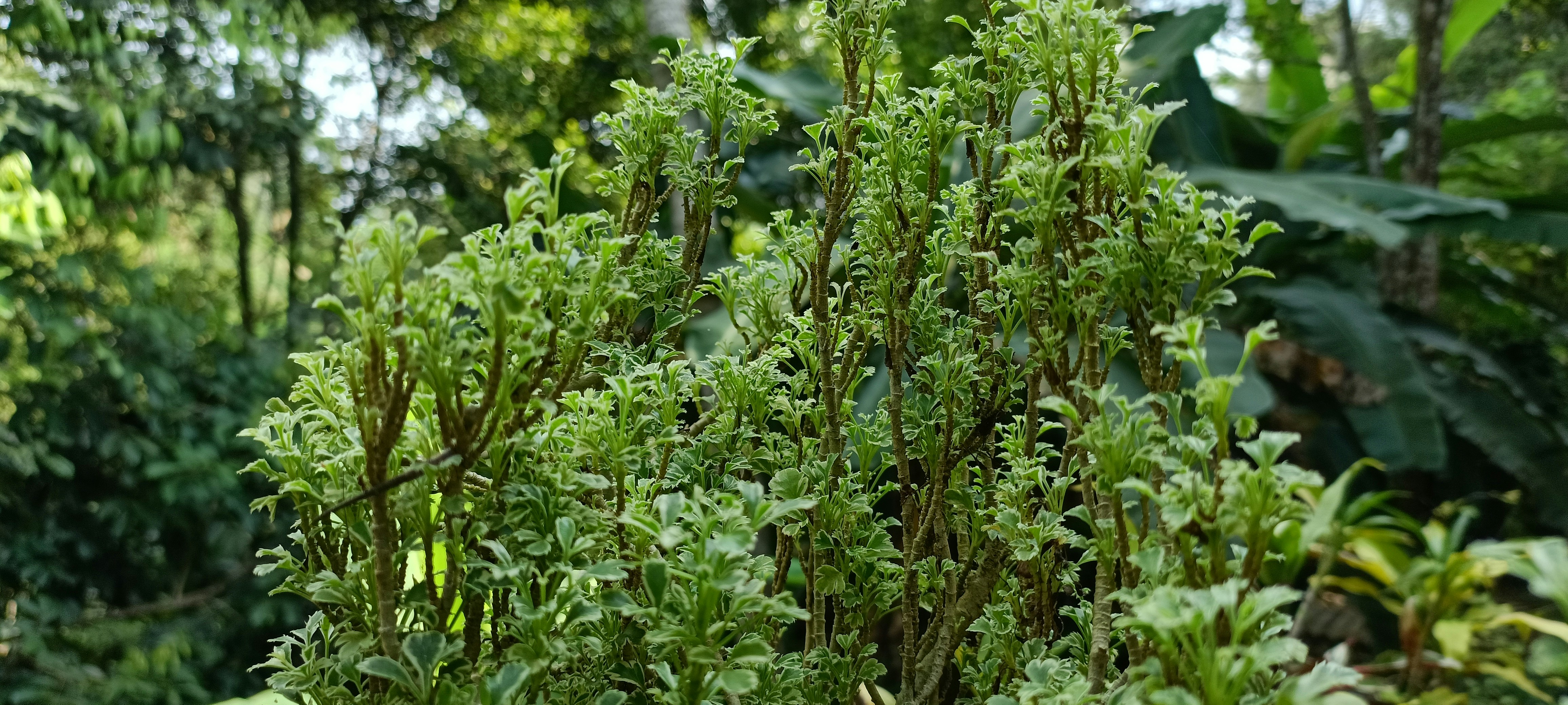 Lush green foliage thriving in a vibrant forest setting, showcasing the resilience of nature. The intricate details of the leaves highlight the beauty of plant life.