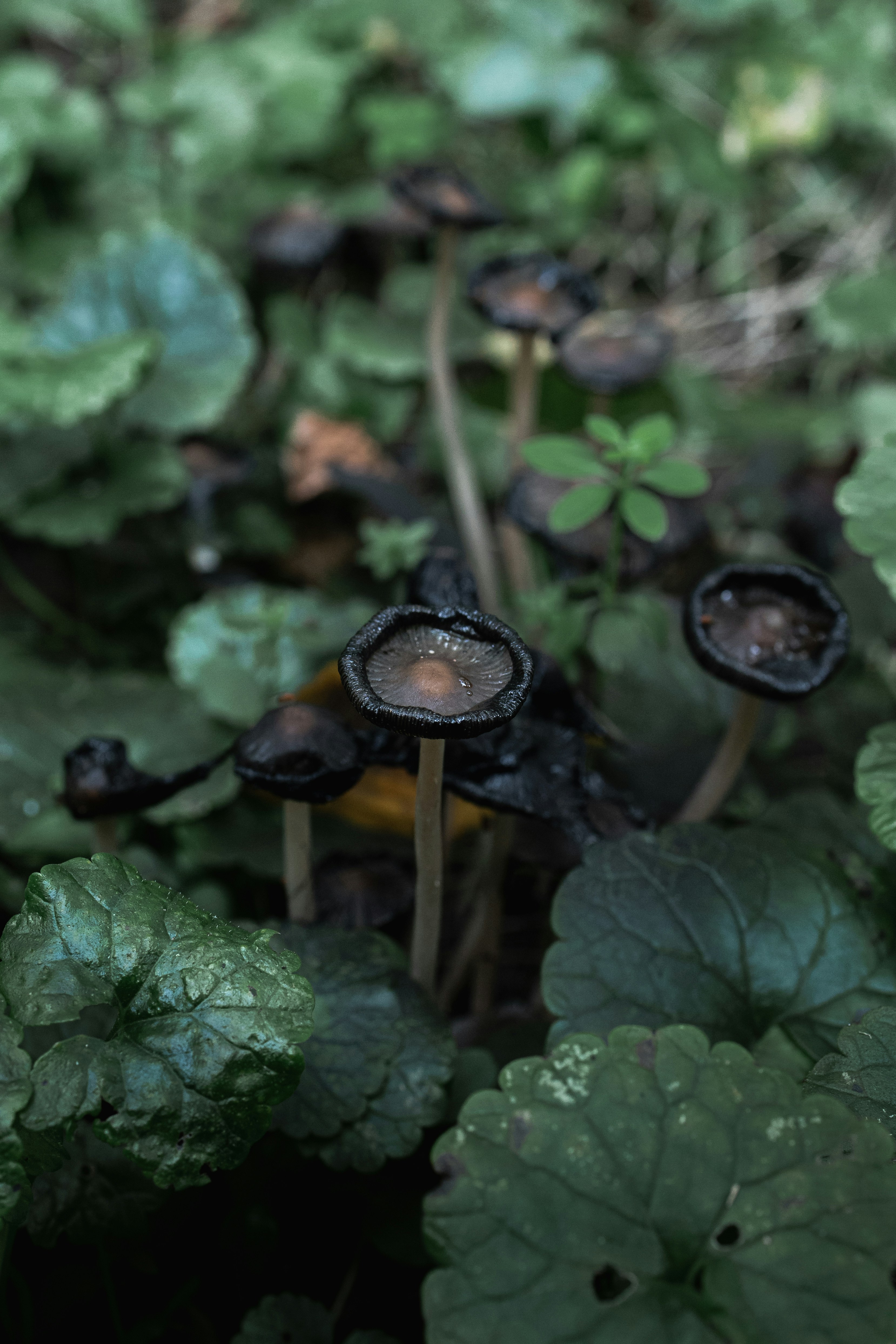 Ink-Cap Fungi Crowned by Dew in a Mossy Understory