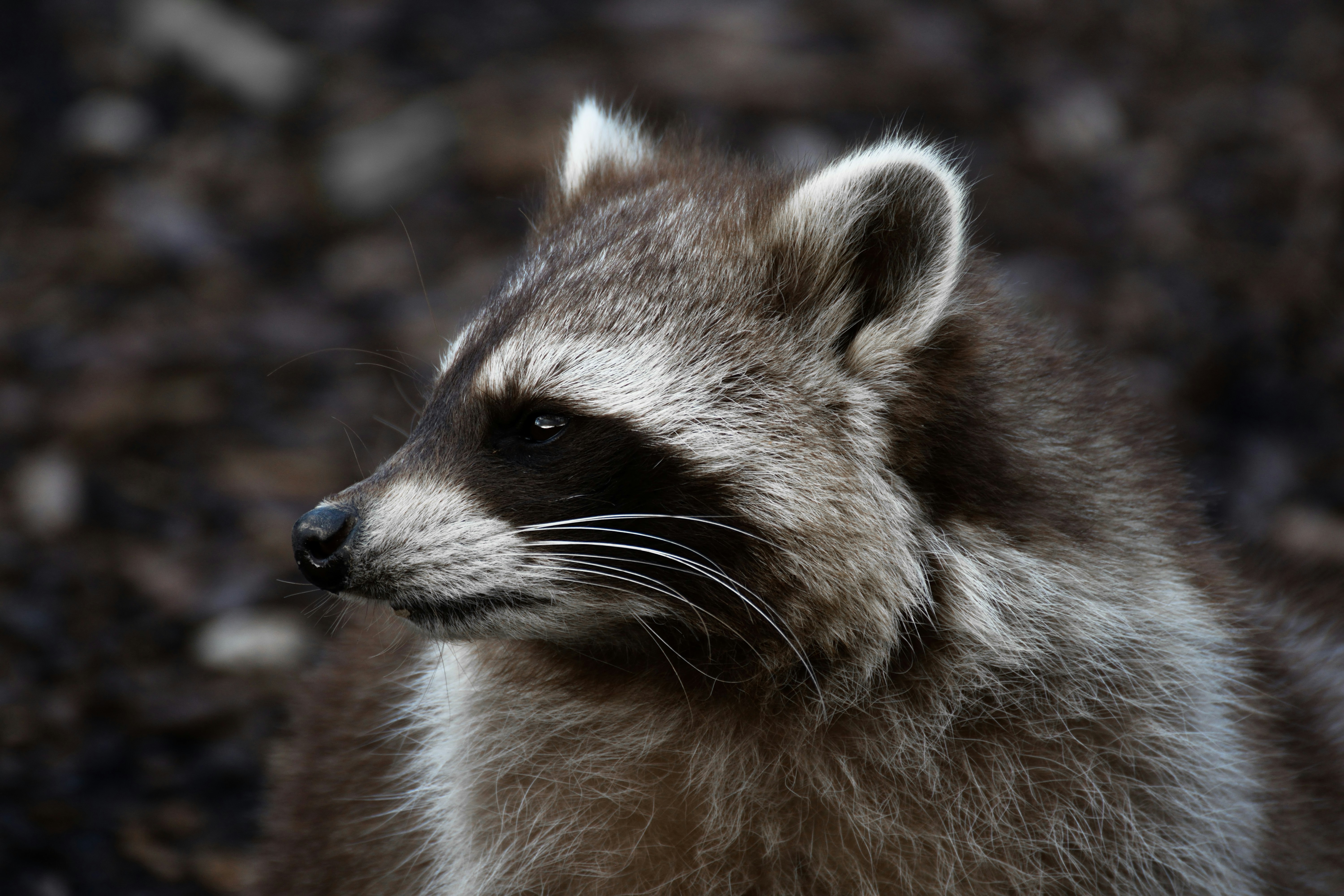 Photo by Quentin SCI with Nikon D3300