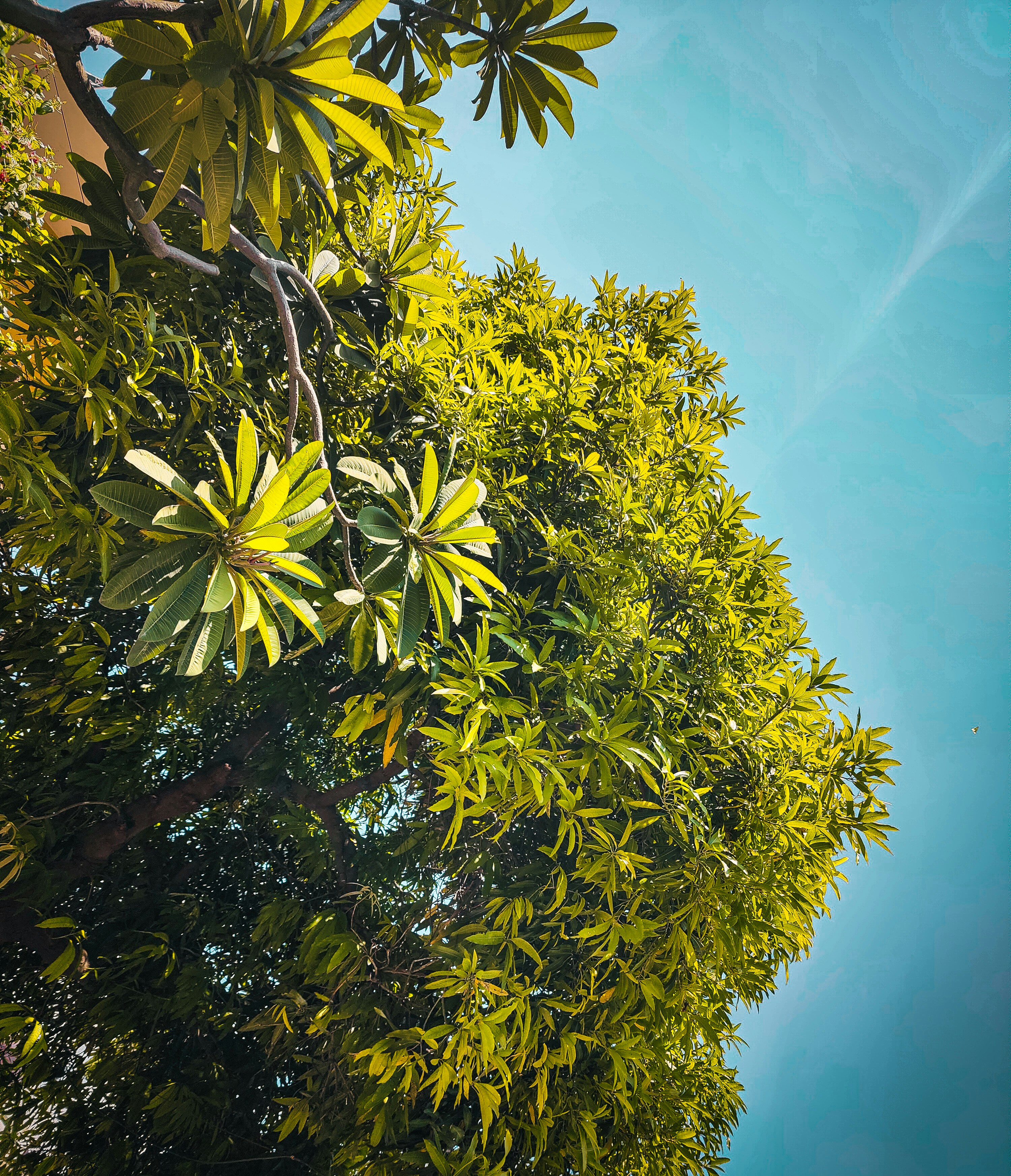 Photo by Shubham Adokar with OnePlus 9