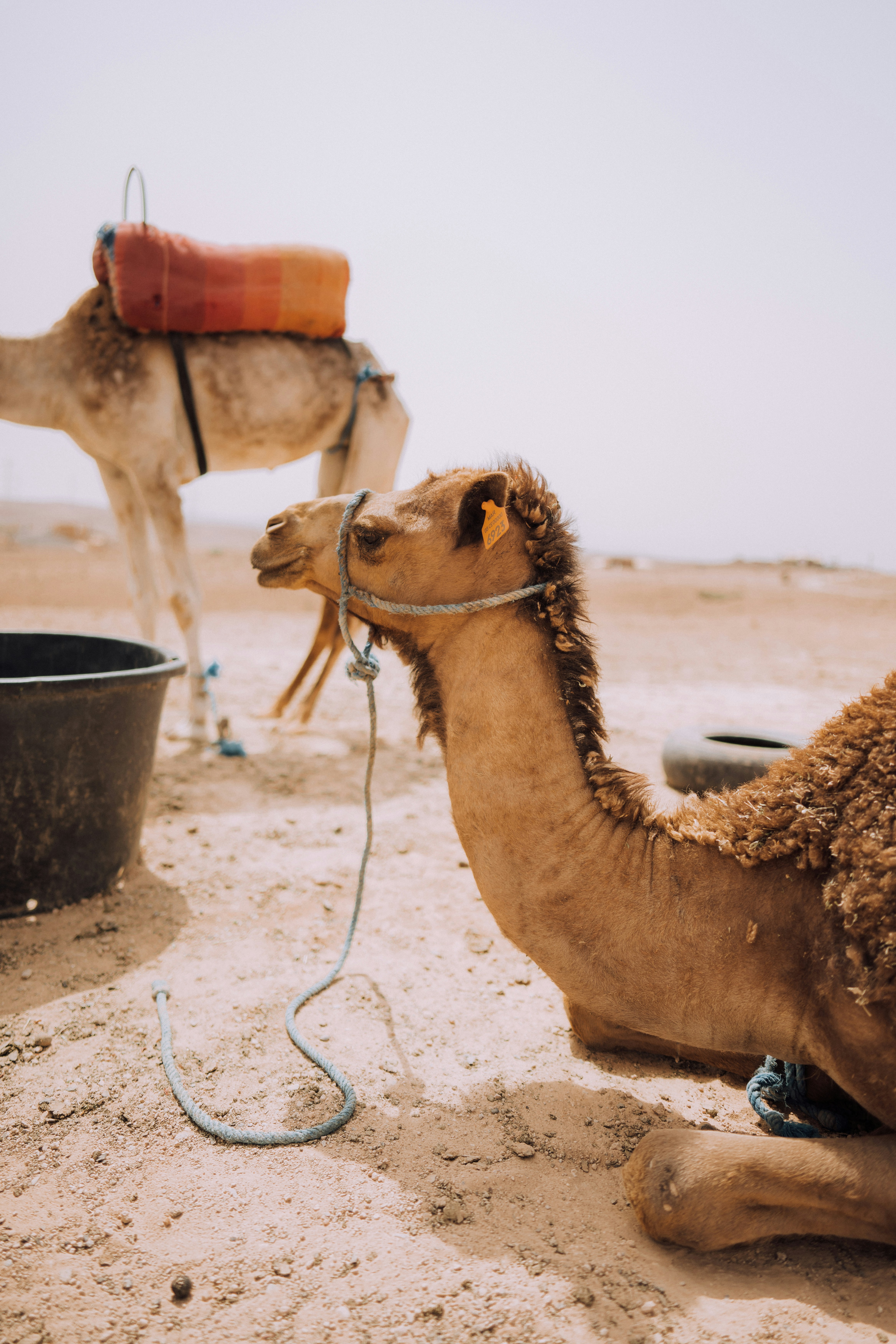 A young camel resting in the sandy desert, while another camel stands nearby with a colorful saddle. A water trough is visible in the foreground.