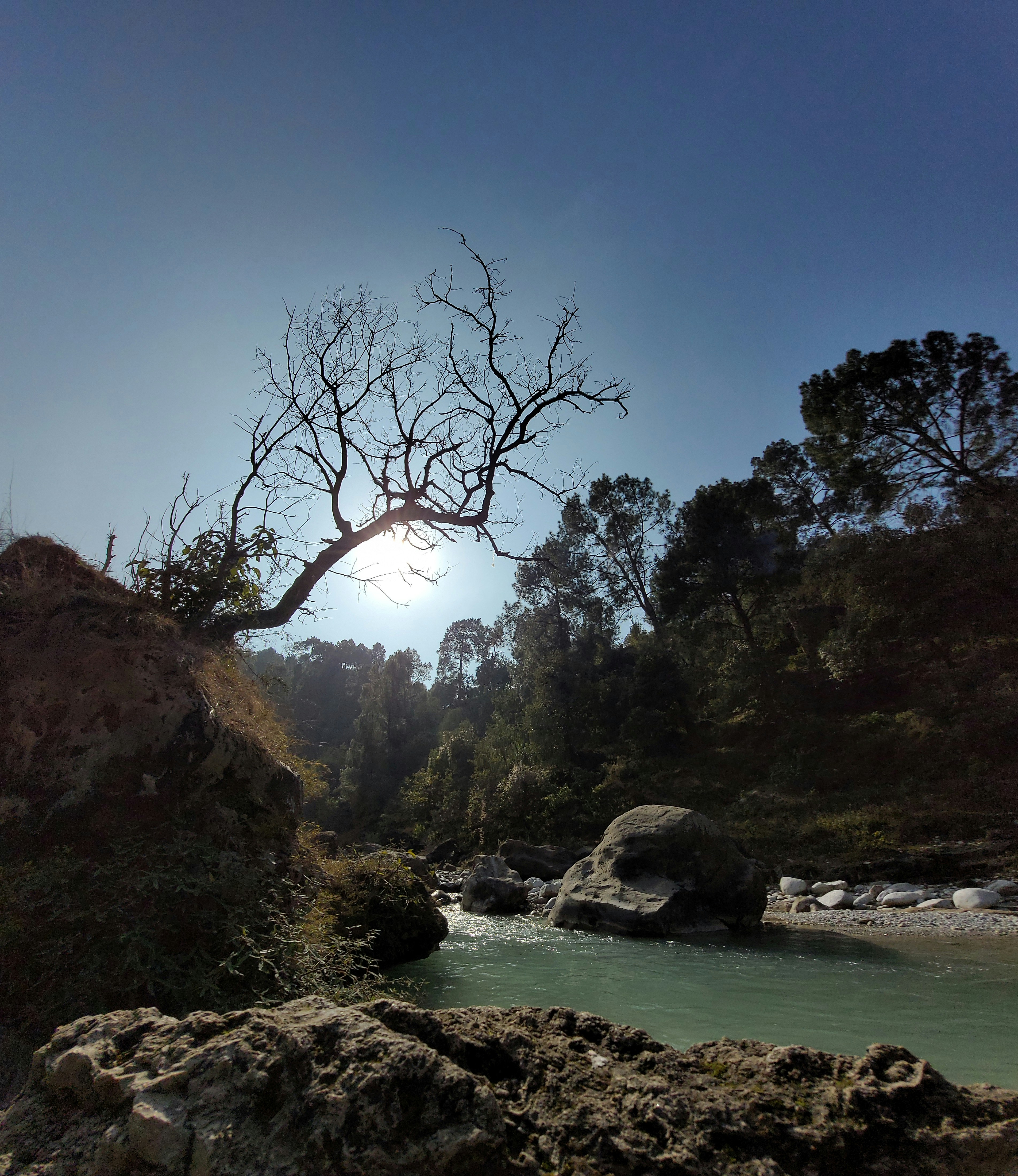 Sunlit Arbor Framing a Turquoise River Gorge