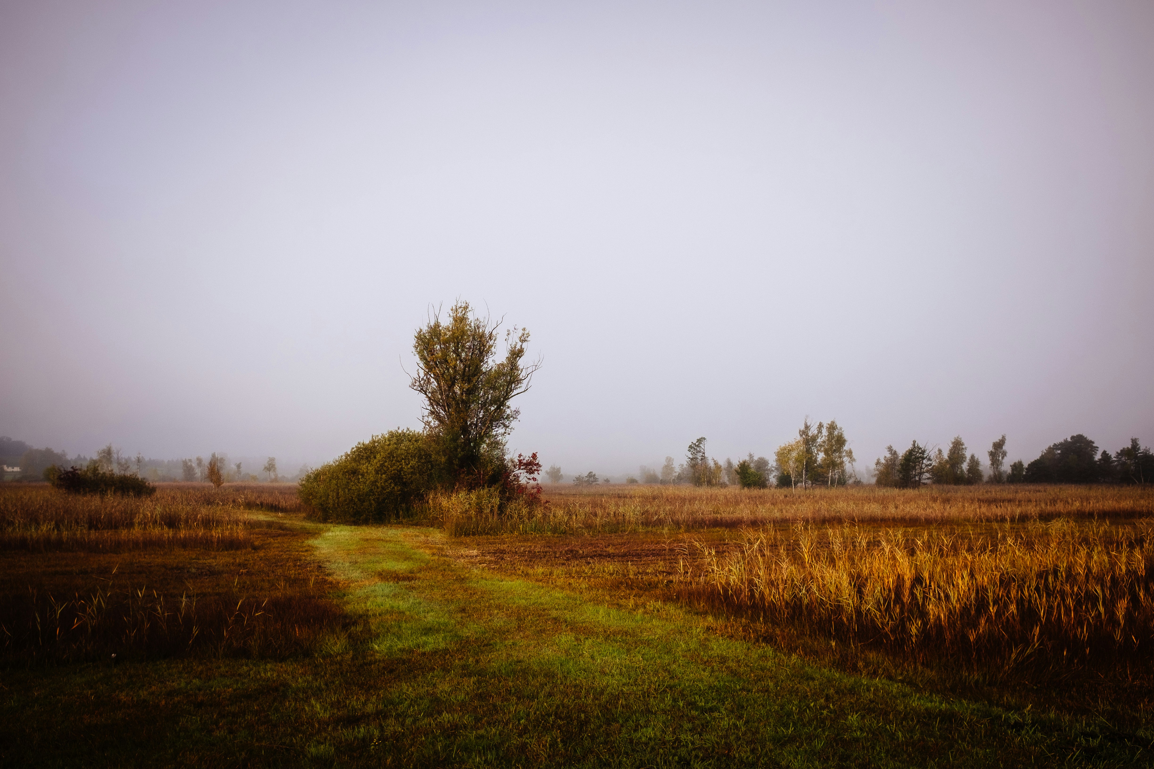 Path through the Golden Field toward a Lone Tree